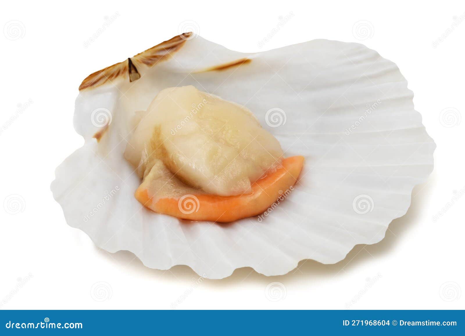 Sea Shell Scallop Fan Pattern Royalty-Free Stock Photography ...