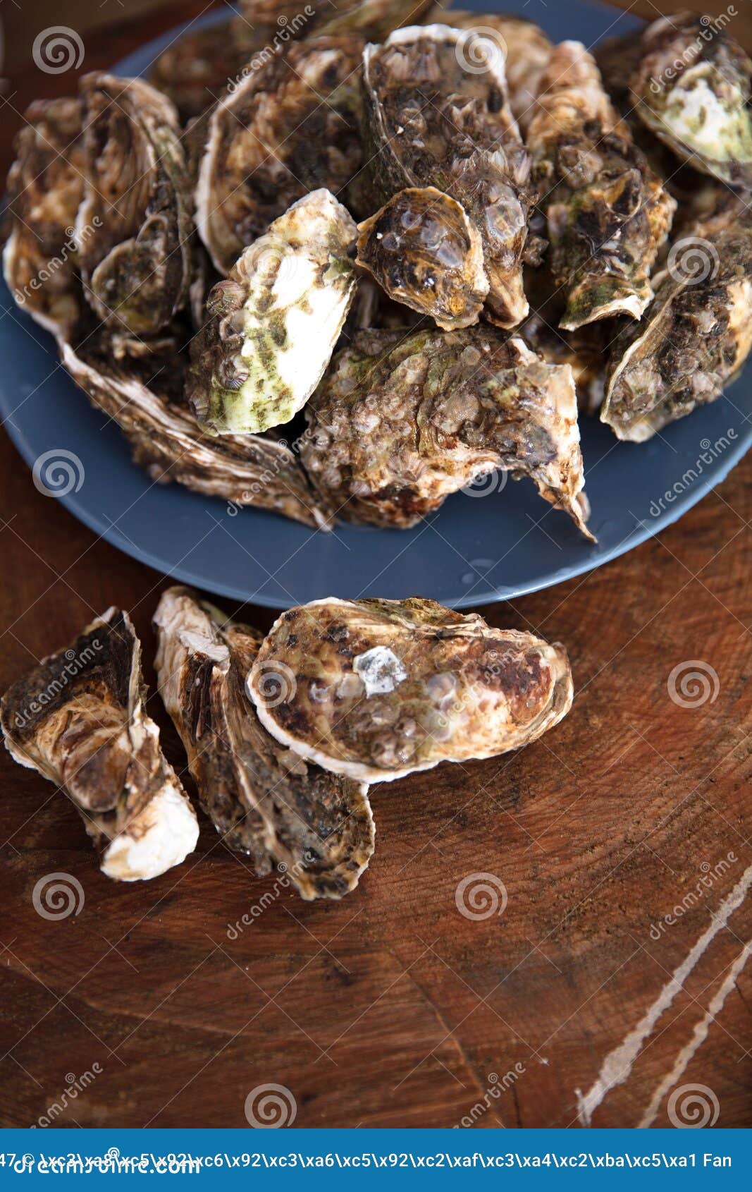Fresh Shelled Oysters with Seafood Ingredients Stock Image - Image of ...