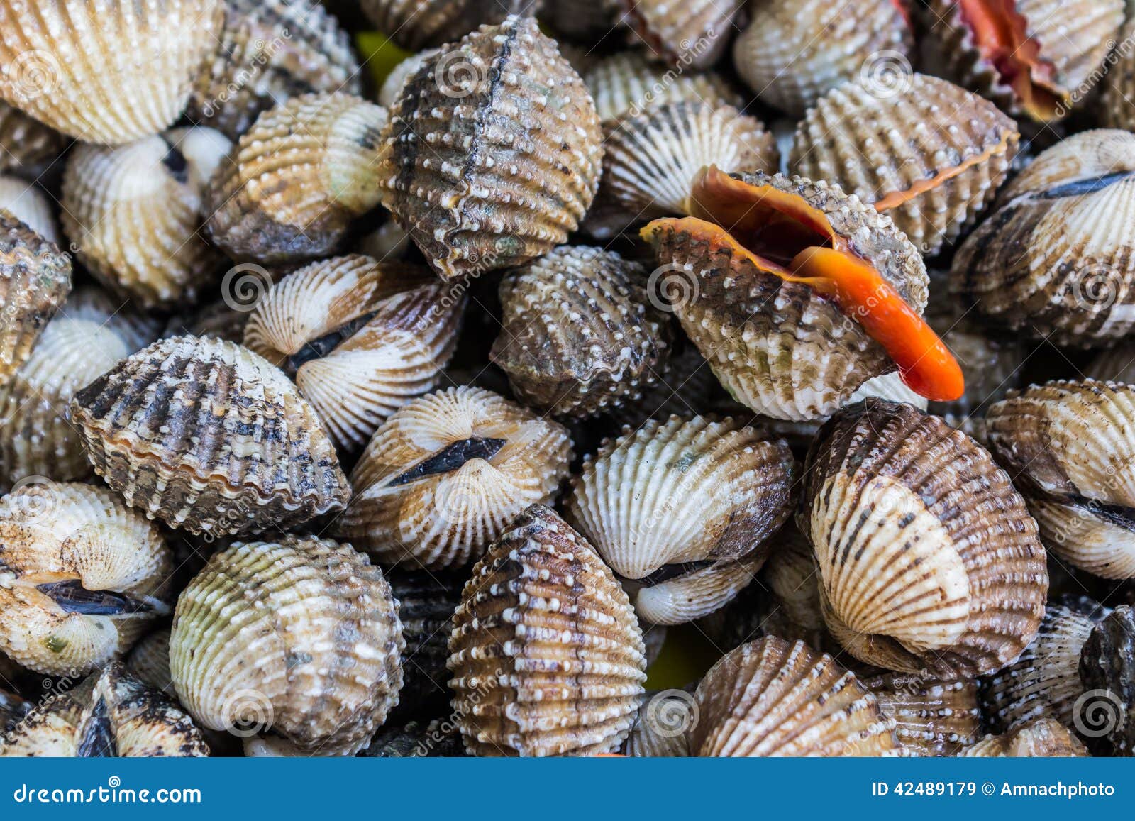 Fresh Shellfish Blood Cockles. Stock Image - Image of blood, dinner ...