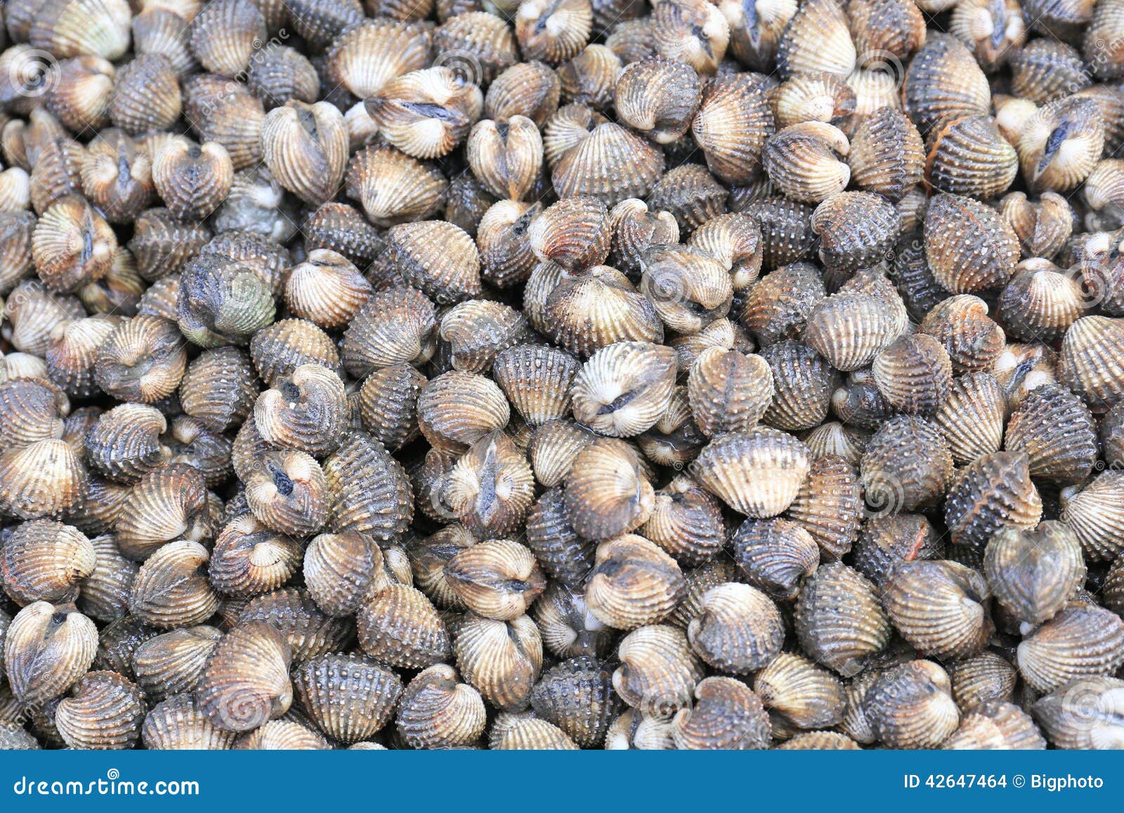 Shellfish Blood Cockles - Edible Background Royalty-Free Stock Image ...