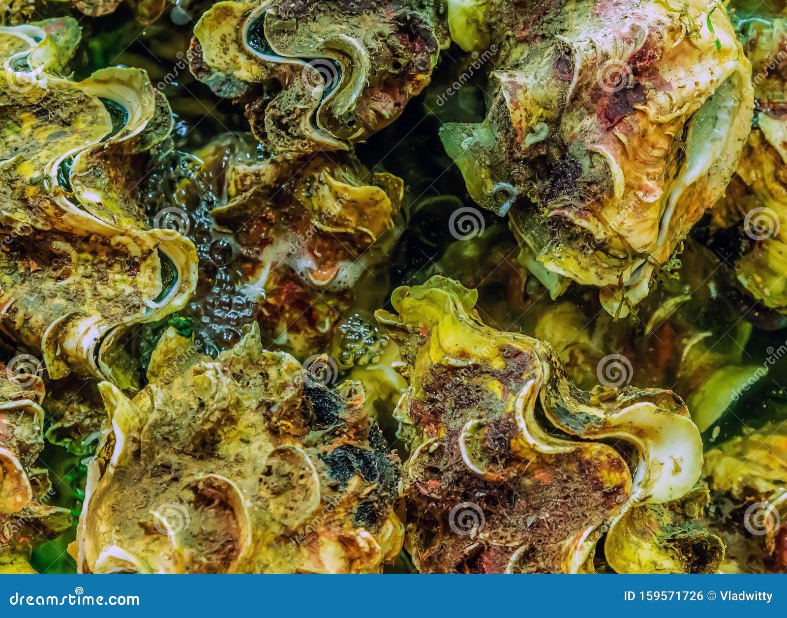 Shellfish Conch Scallop Seashell Background Stock Photo - Image of ...