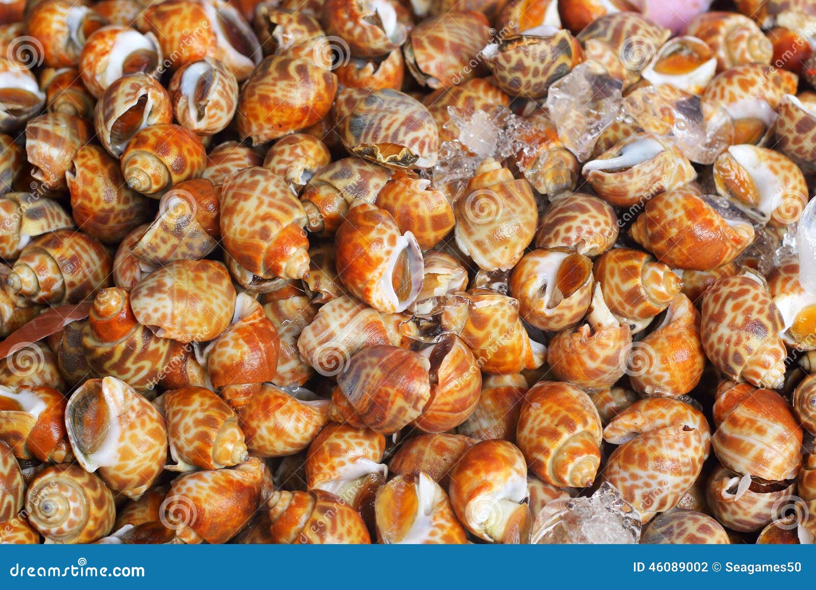 Fresh Shellfish at the Market Stock Photo - Image of seashell, food ...
