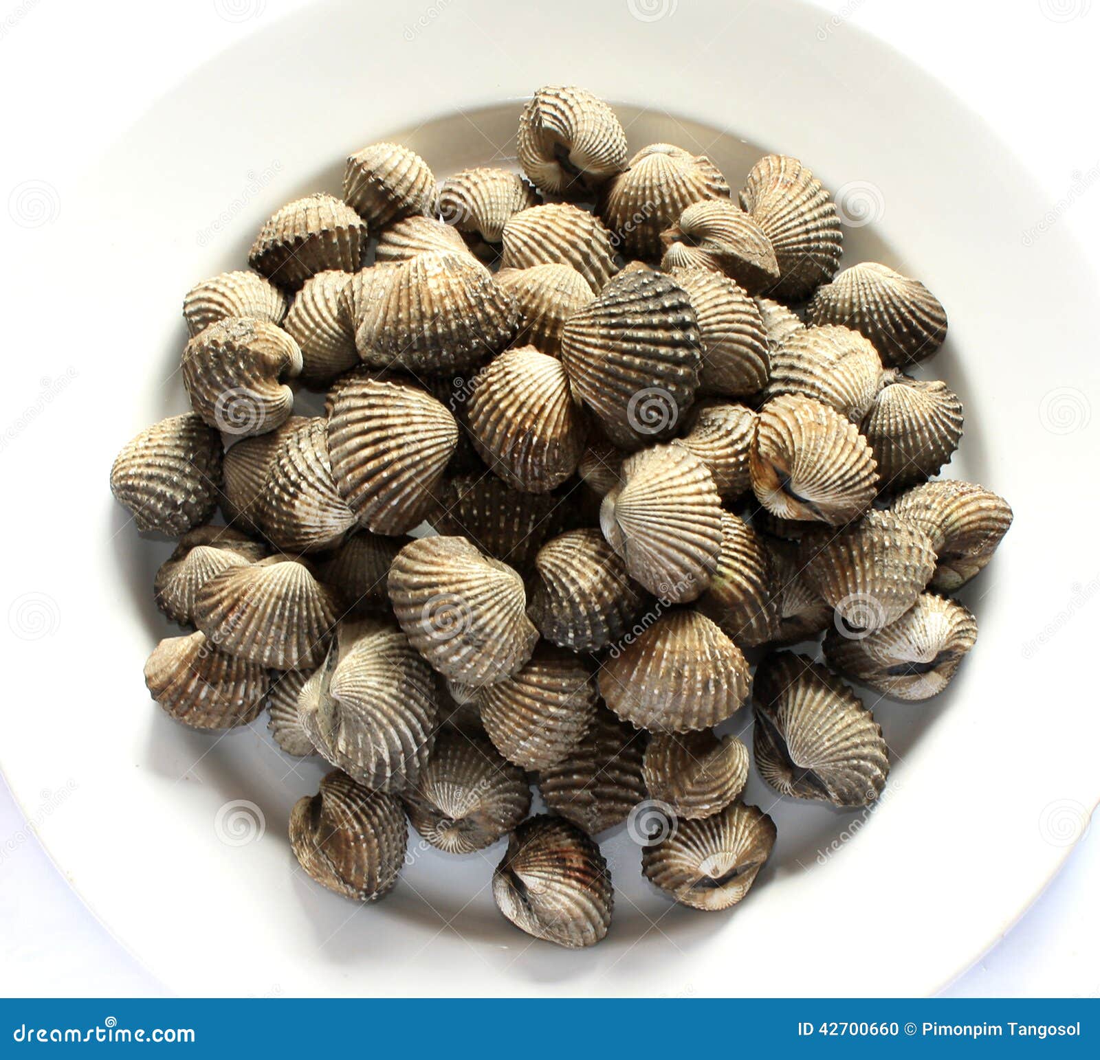 Fresh Shellfish on White Background Stock Photo - Image of edible ...