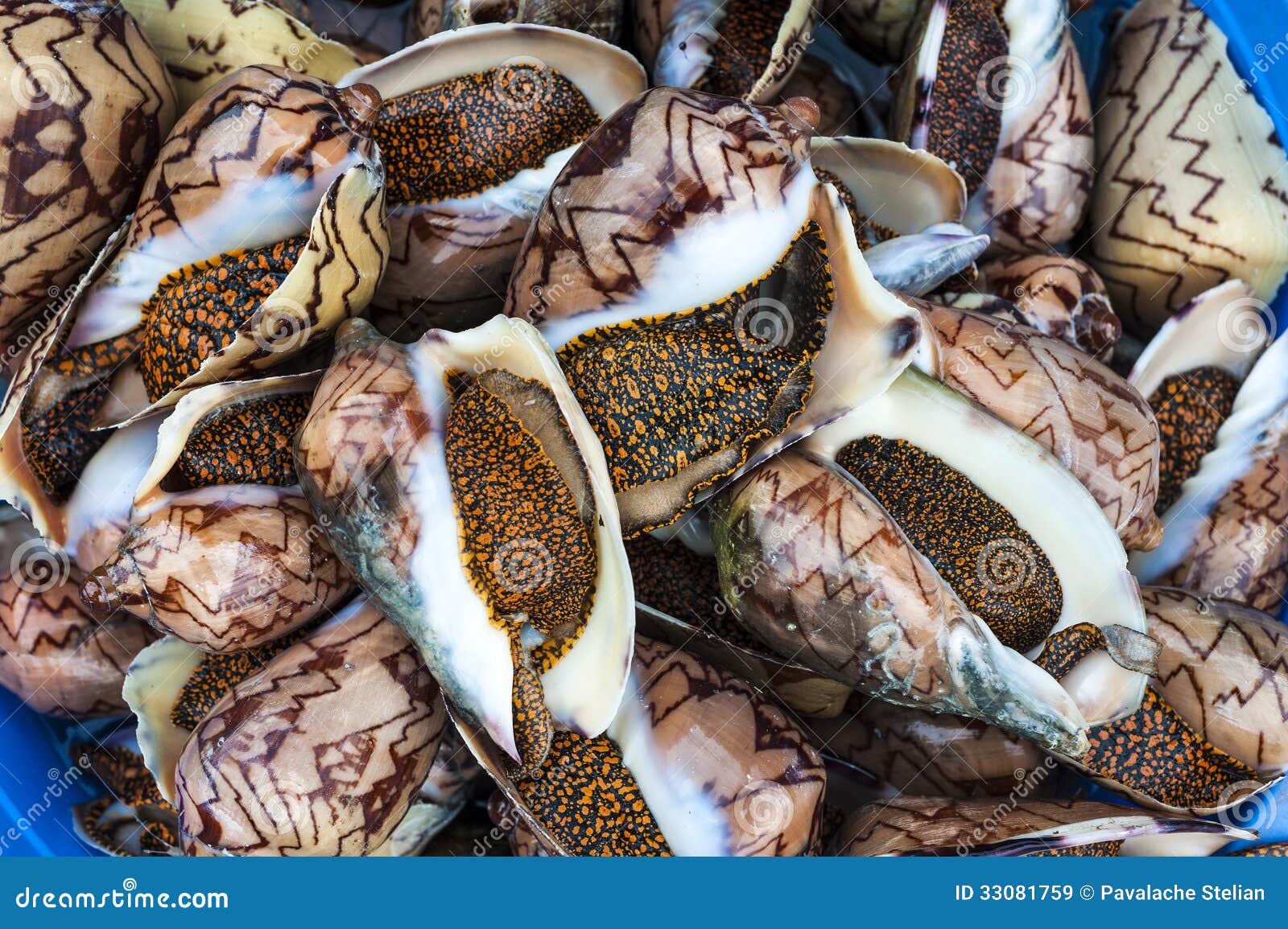 Fresh Shells for Restaurant Stock Image - Image of shellfish, asia ...