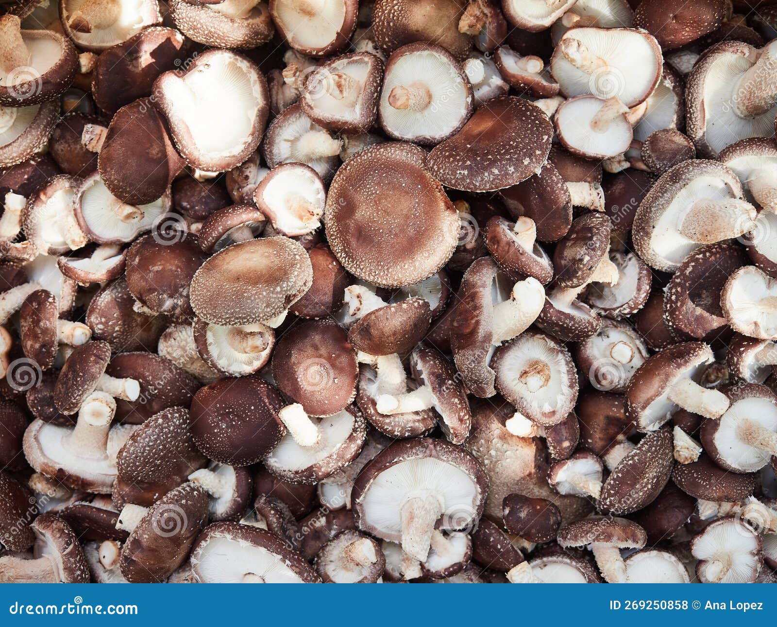 Fresh shiitake mushrooms stock photo. Image of natural - 269250858