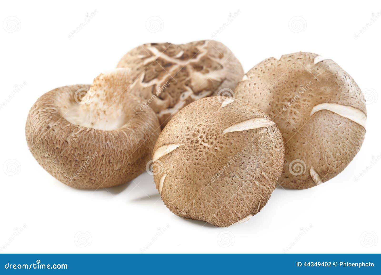 Fresh shiitake mushrooms stock photo. Image of health - 44349402