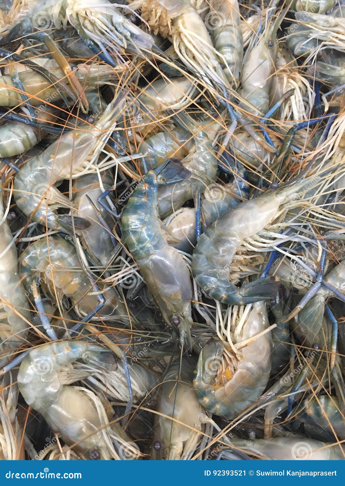 Fresh shimp stock image. Image of cooking, shimp, food - 92393521