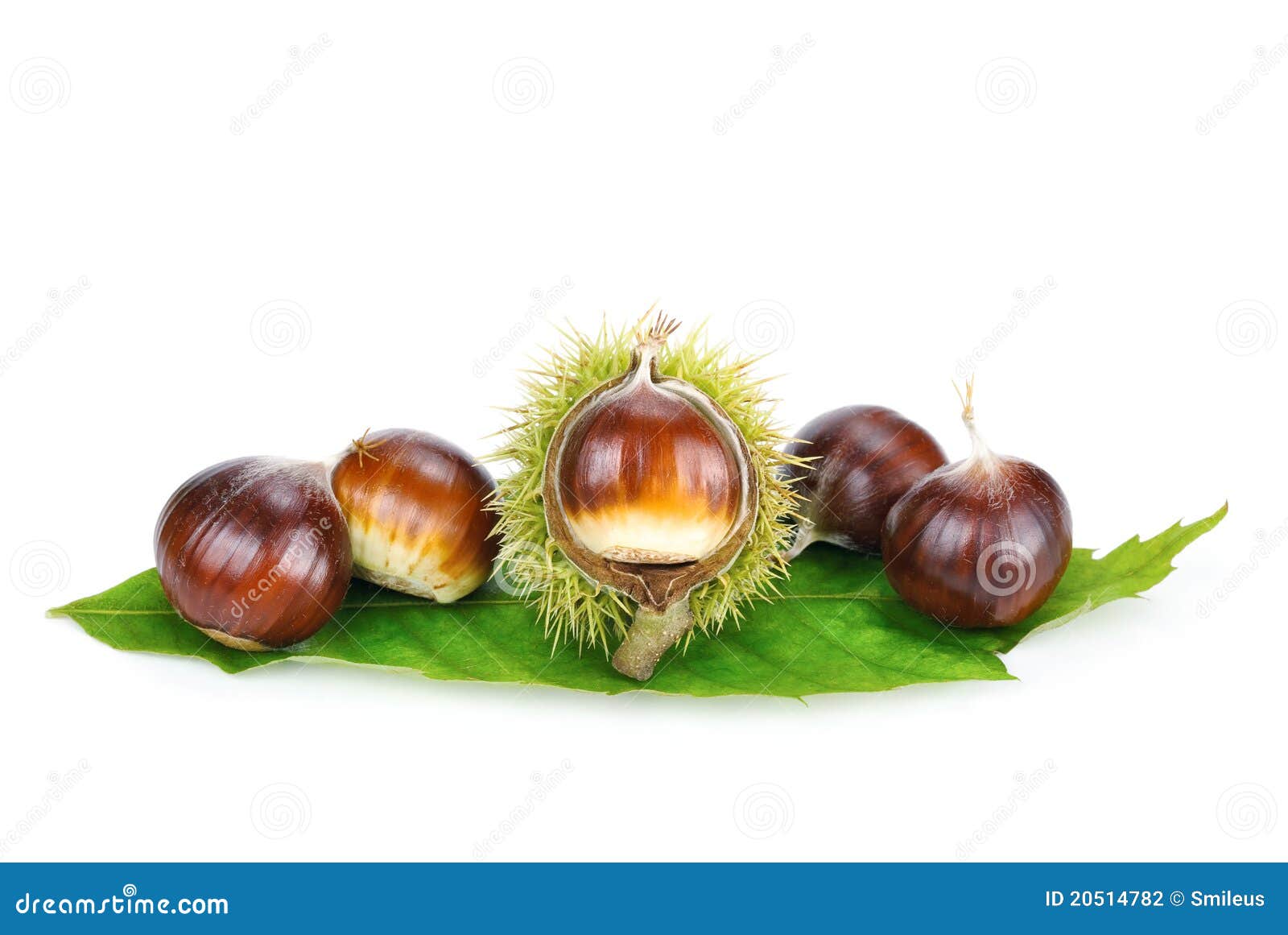 Fresh Shiny Chestnuts on a Leaf Stock Photo - Image of cutout, conker ...