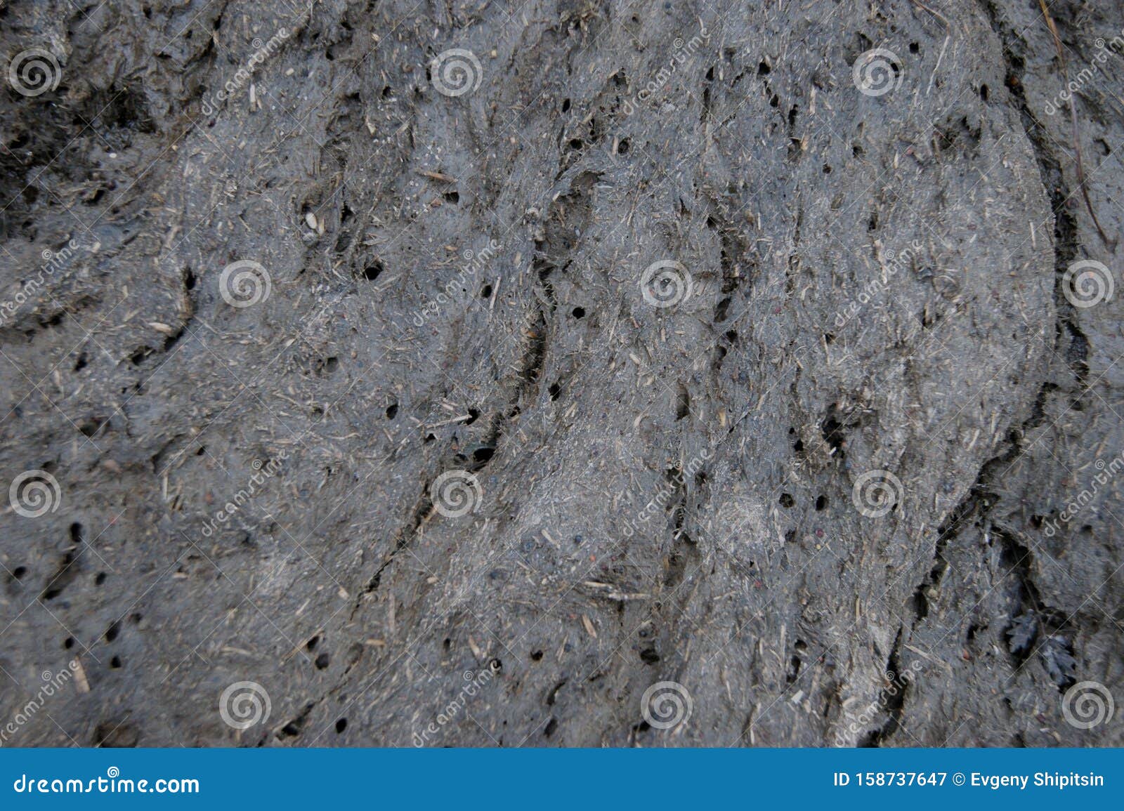 Fresh Shit Pets Cow Background and Texture Stock Image - Image of brown ...