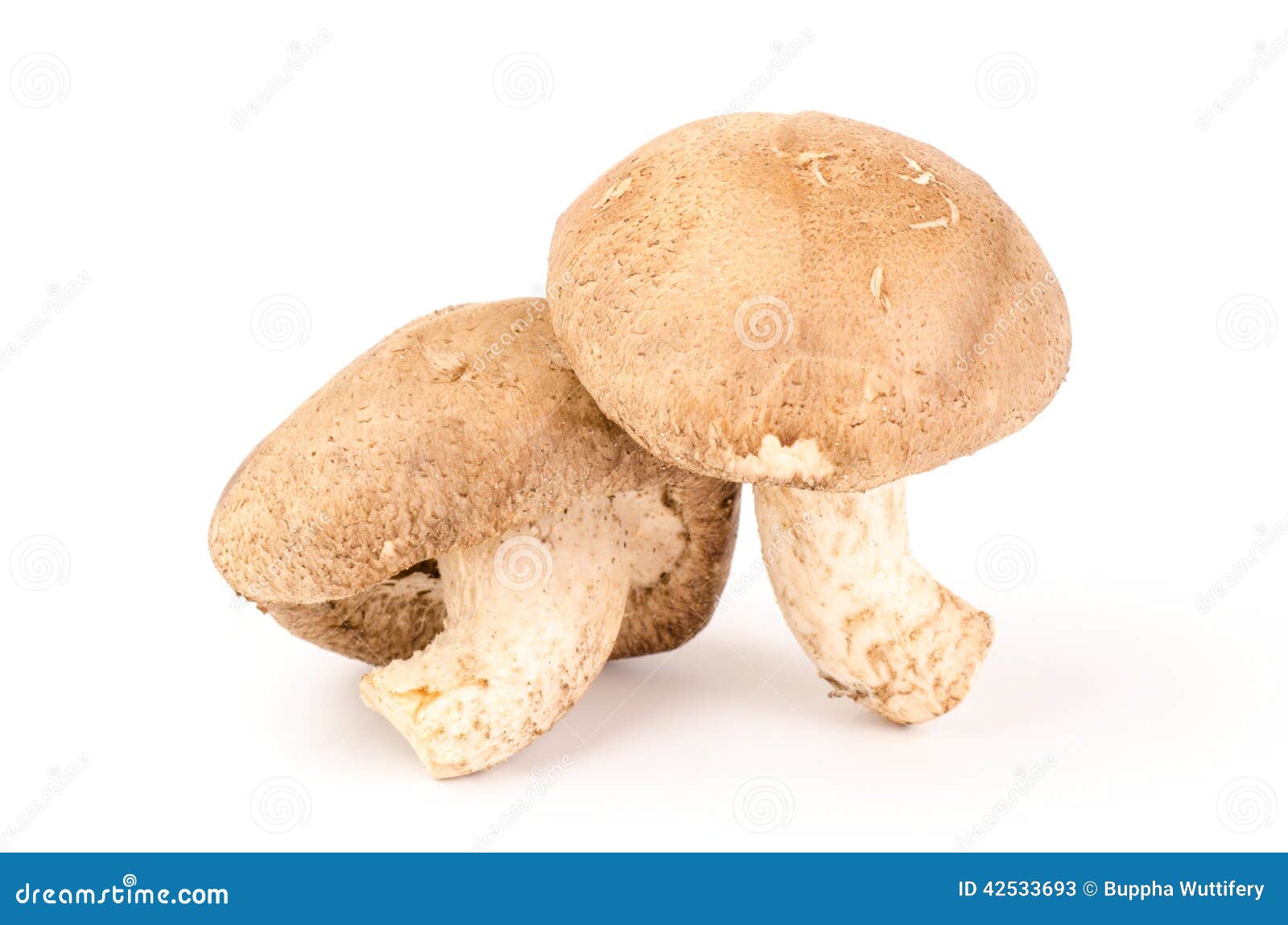 Fresh shitake mushroom stock image. Image of aroma, tasty - 42533693