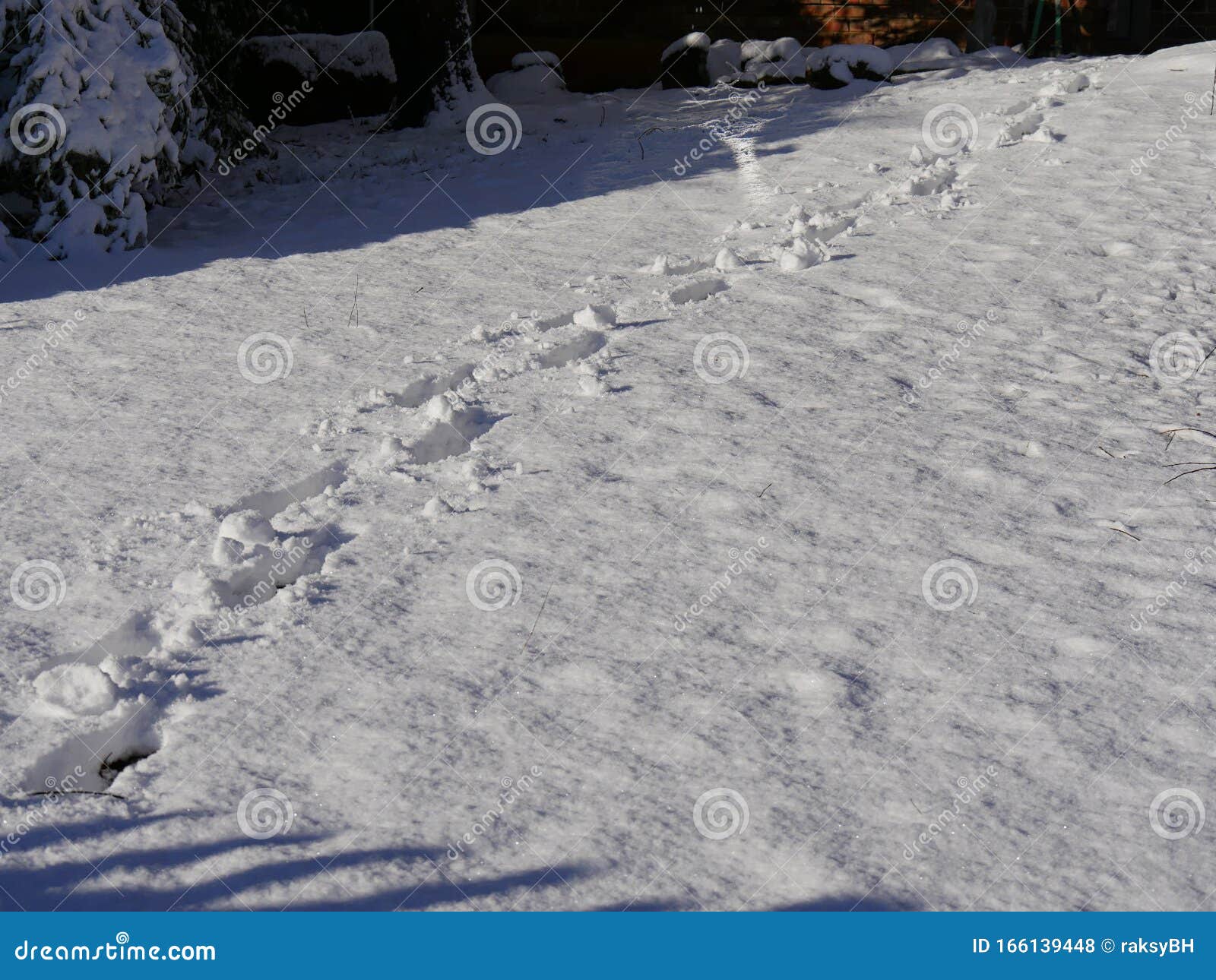 Fresh Shoe Prints in the Ground Covered with Snow Stock Photo - Image ...