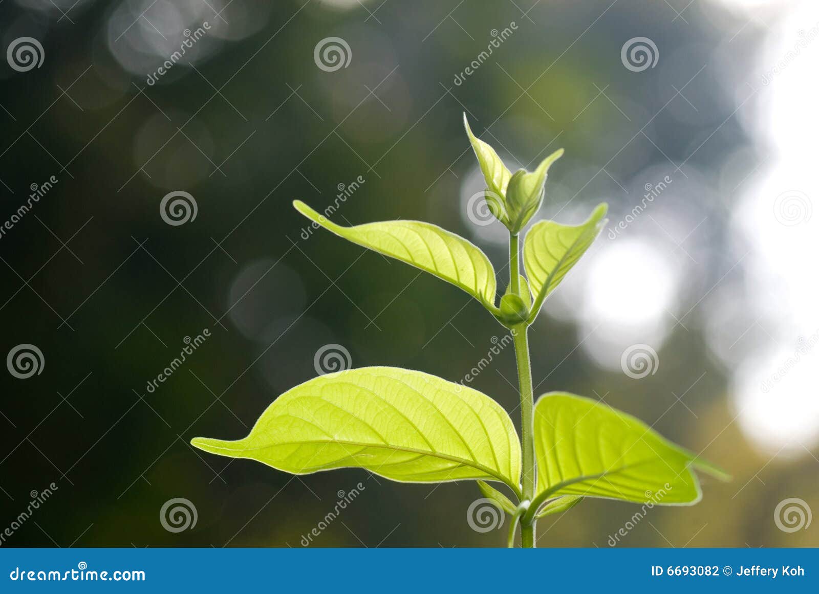 Fresh Shoot stock photo. Image of growing, growth, stem - 6693082