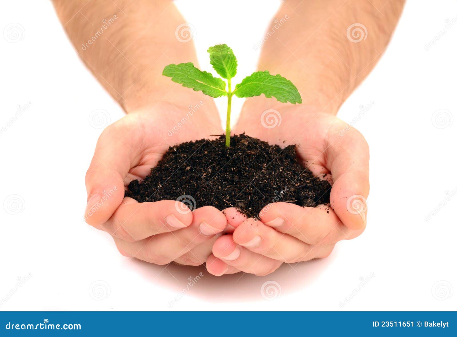 Fresh shoot in human hands stock image. Image of beginning - 23511651