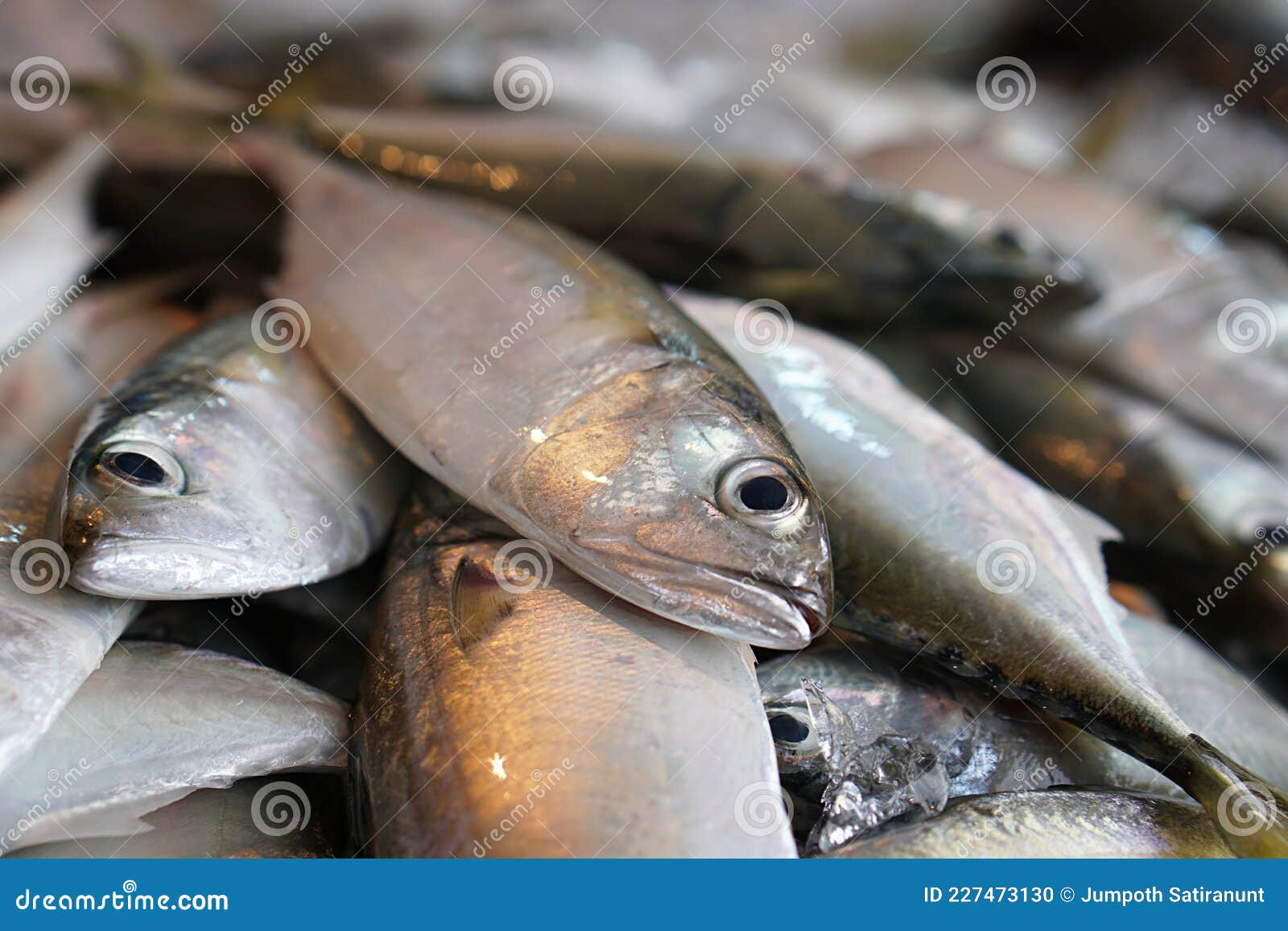 Fresh Short-bodied Mackerel Fish in the Market. Stock Photo - Image of ...