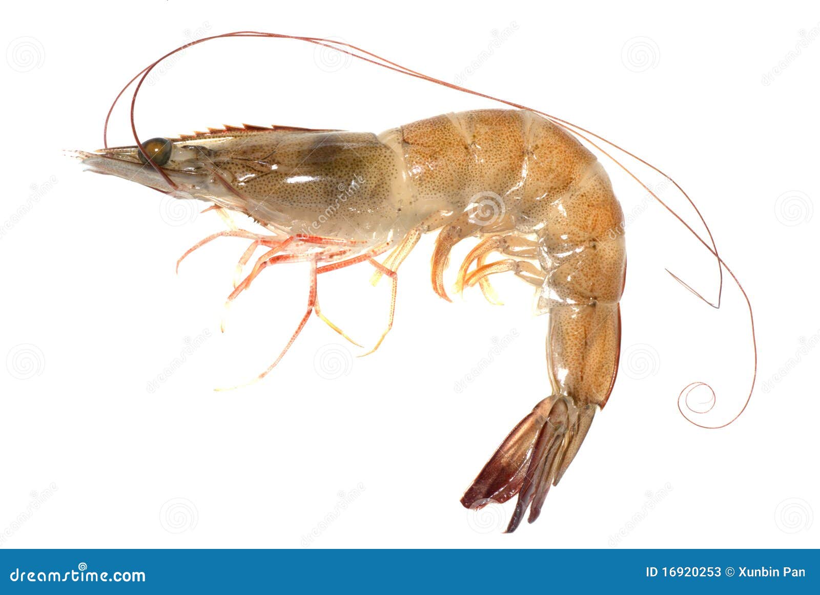 Fresh shrimp stock image. Image of horizontal, ingredient - 16920253