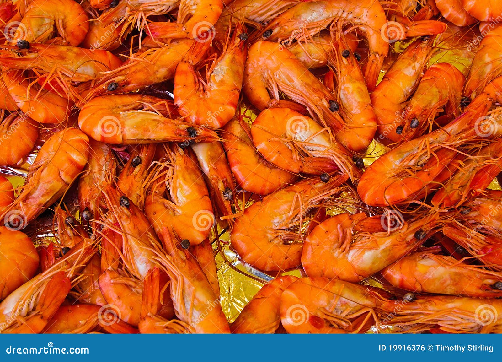 Fresh Shrimp stock photo. Image of health, cooked, appetizer - 19916376