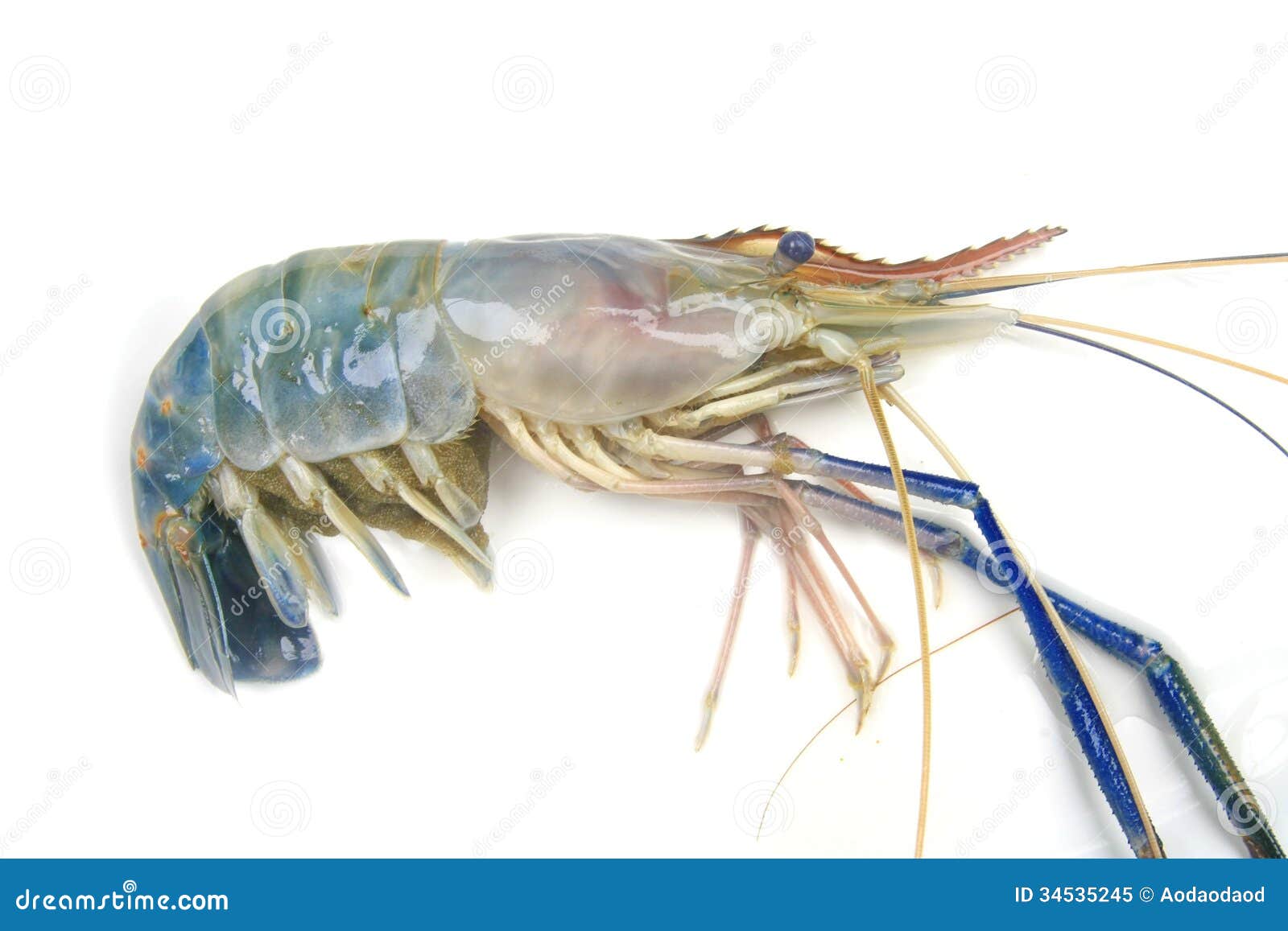 Fresh Shrimp Royalty Free Stock Photo - Image: 34535245