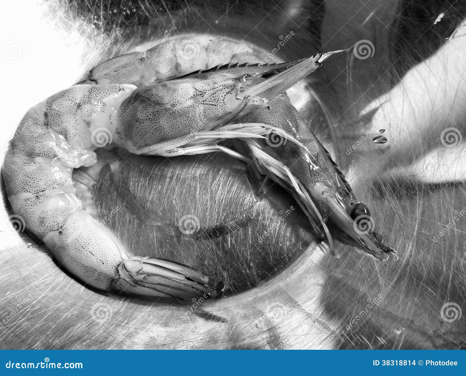 Fresh shrimp stock photo. Image of closeup, fresh, shrimp - 38318814