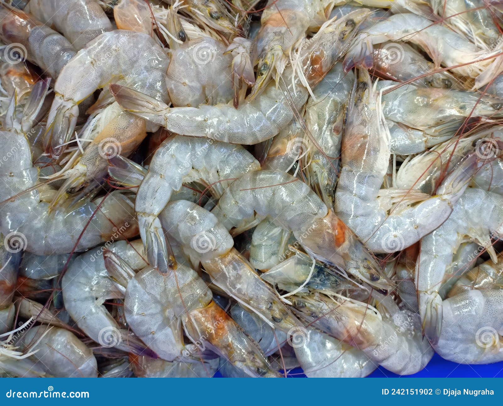 Fresh shrimp in container stock photo. Image of prawn - 242151902