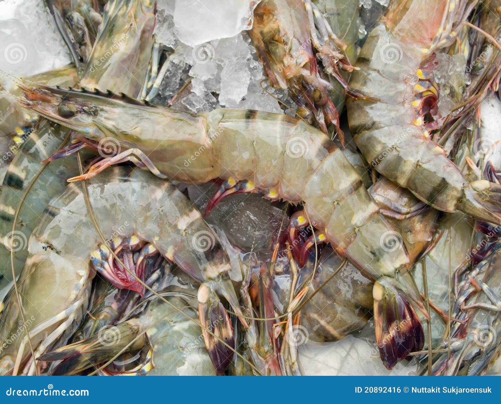 Fresh shrimp on ice stock photo. Image of group, prepared - 20892416