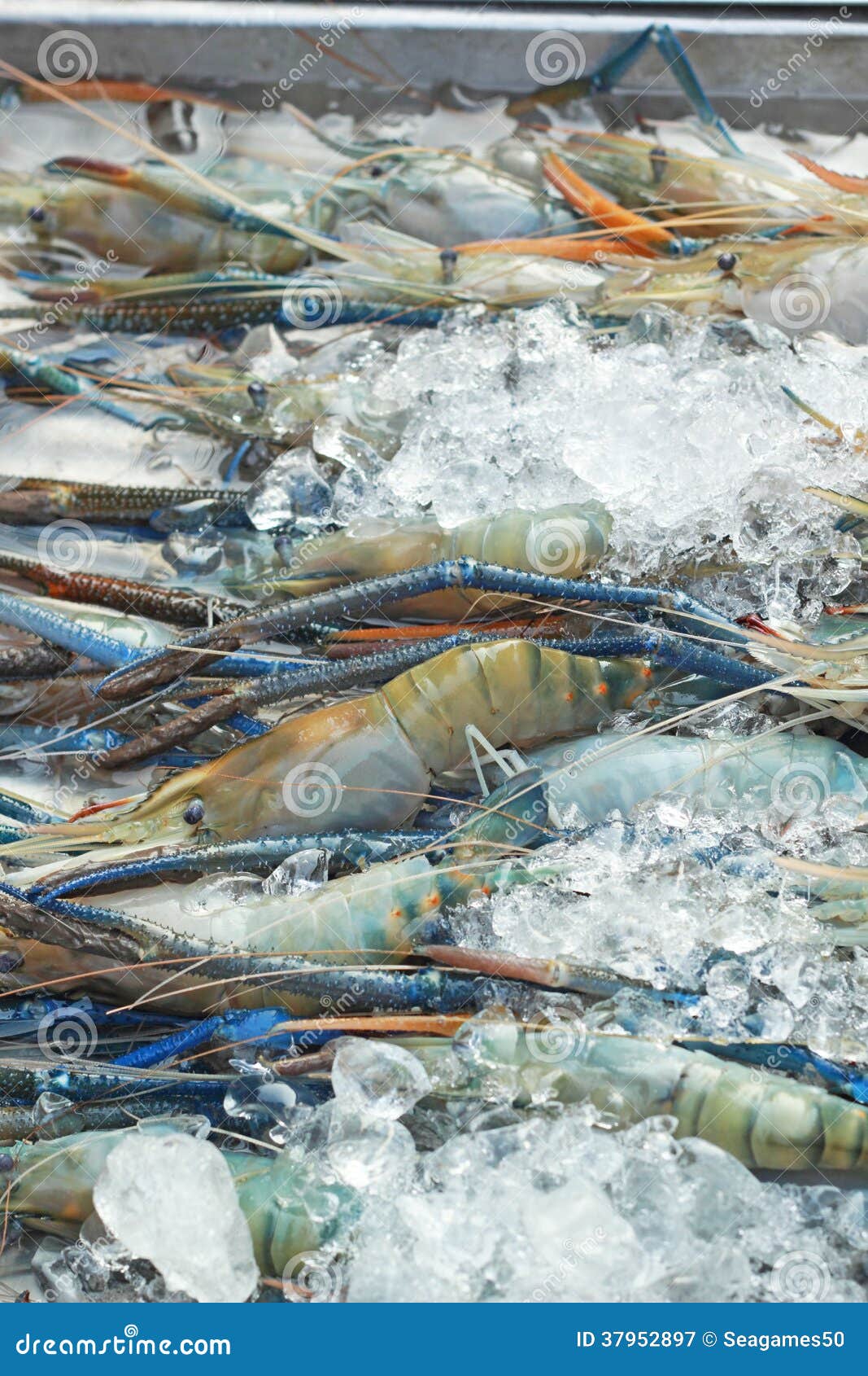 Fresh shrimp on ice stock image. Image of fresh, gourmet - 37952897