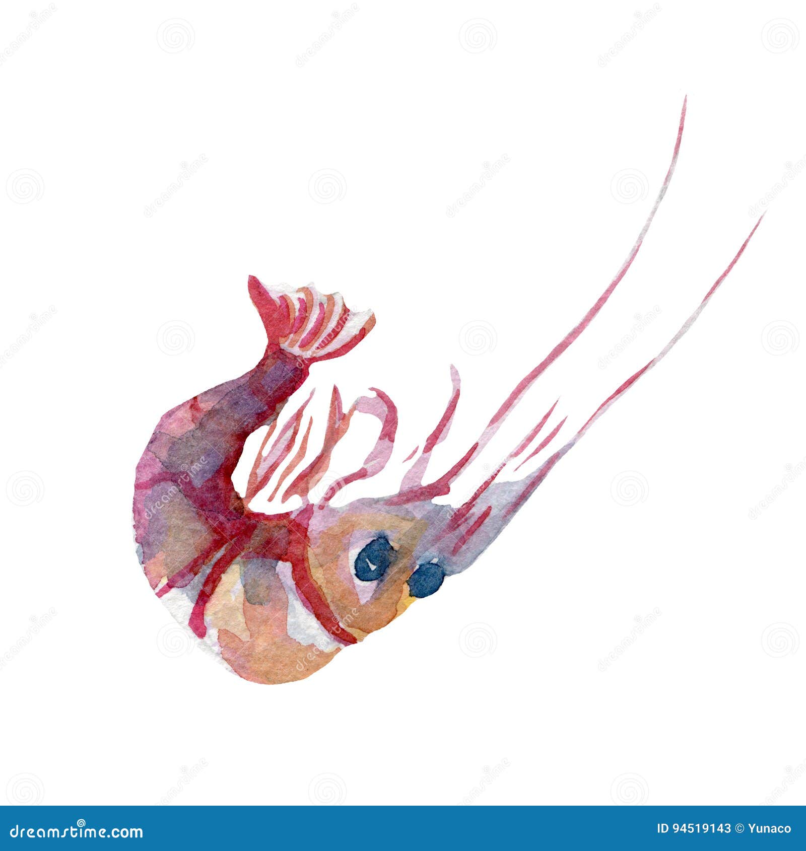 Fresh Shrimp Illustration. Hand Drawn Watercolor on White Background ...
