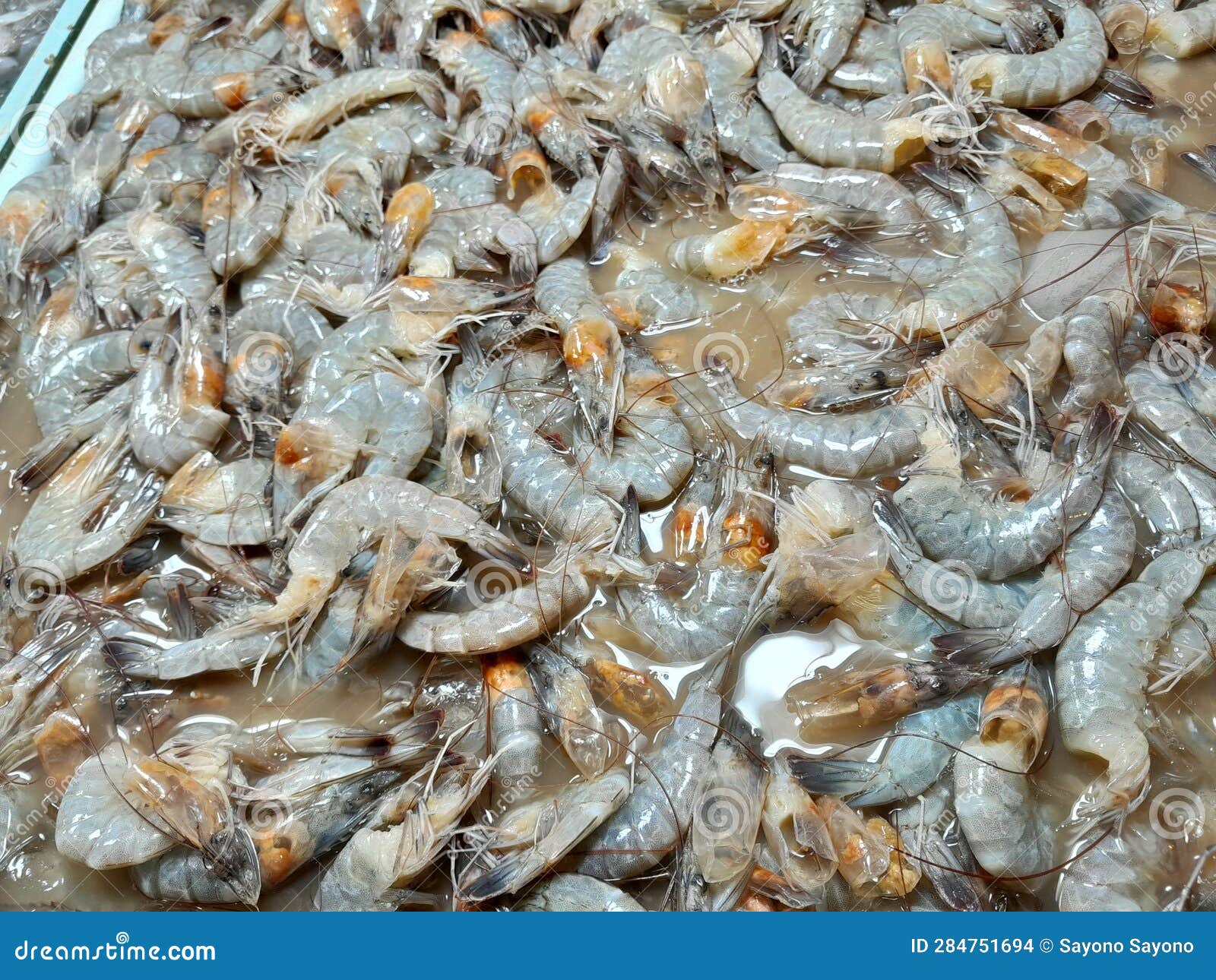 Fresh Shrimp Placed in a Special Container and Given Ice Cubes so they ...