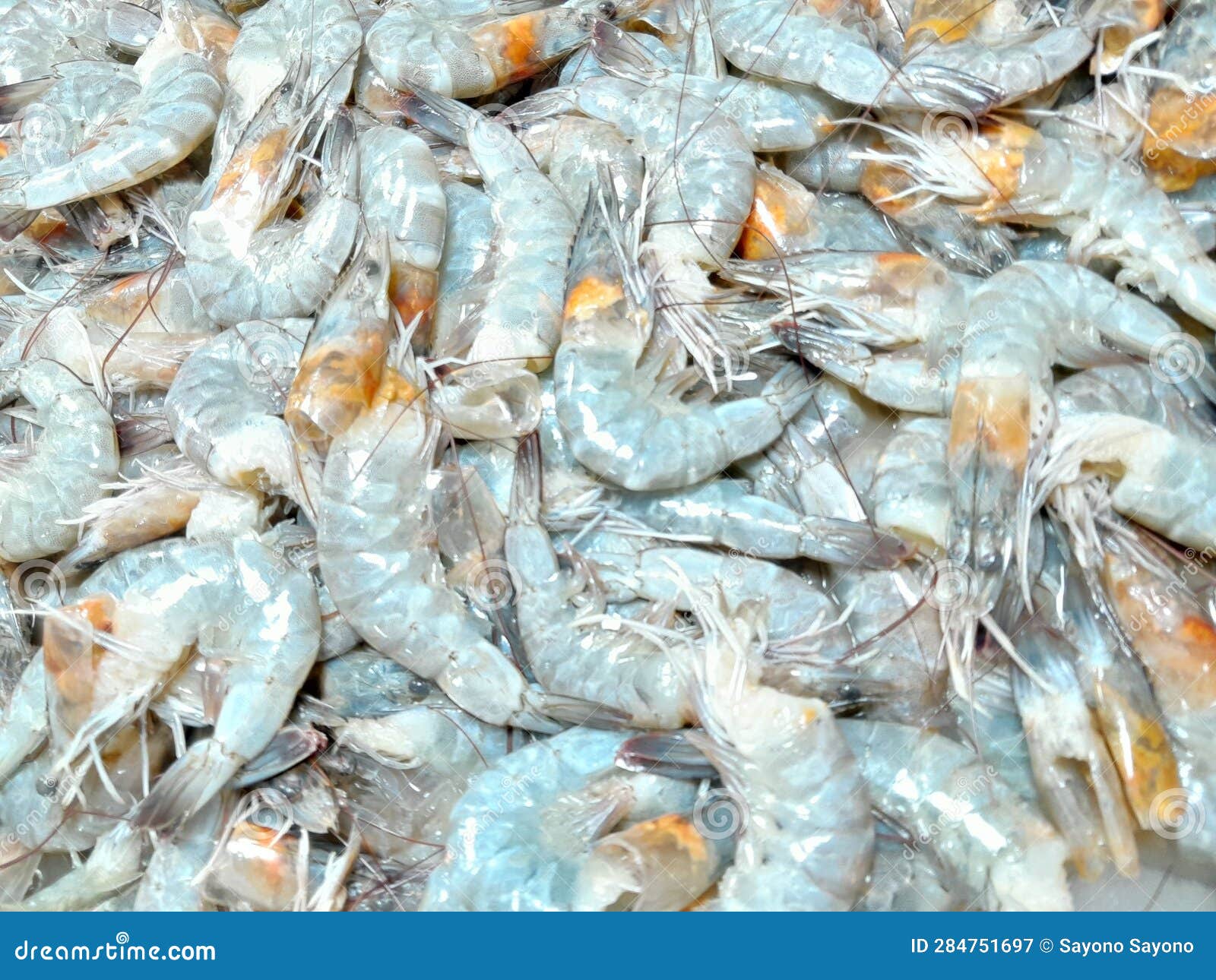 Fresh Shrimp Placed in a Special Container and Given Ice Cubes so they ...