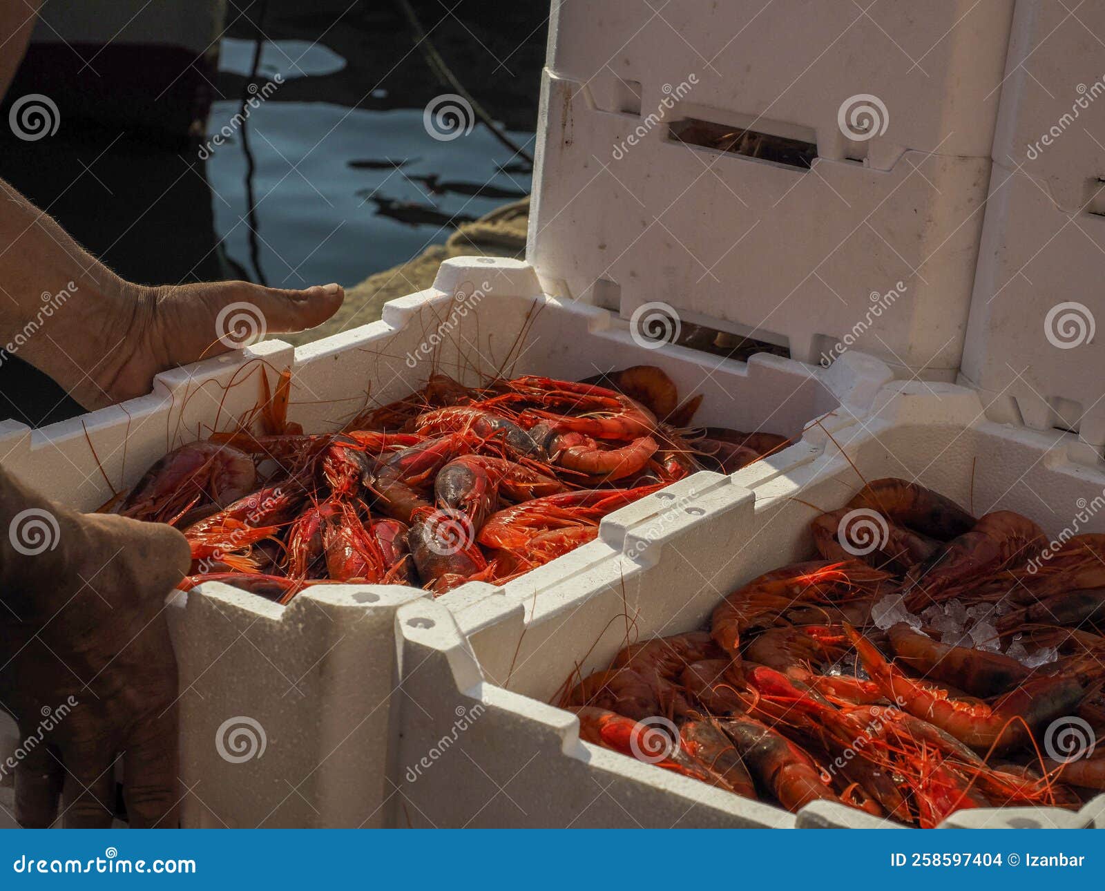 Fresh Shrimp in Polystyrene Box on Fishing Boat Stock Photo - Image of ...