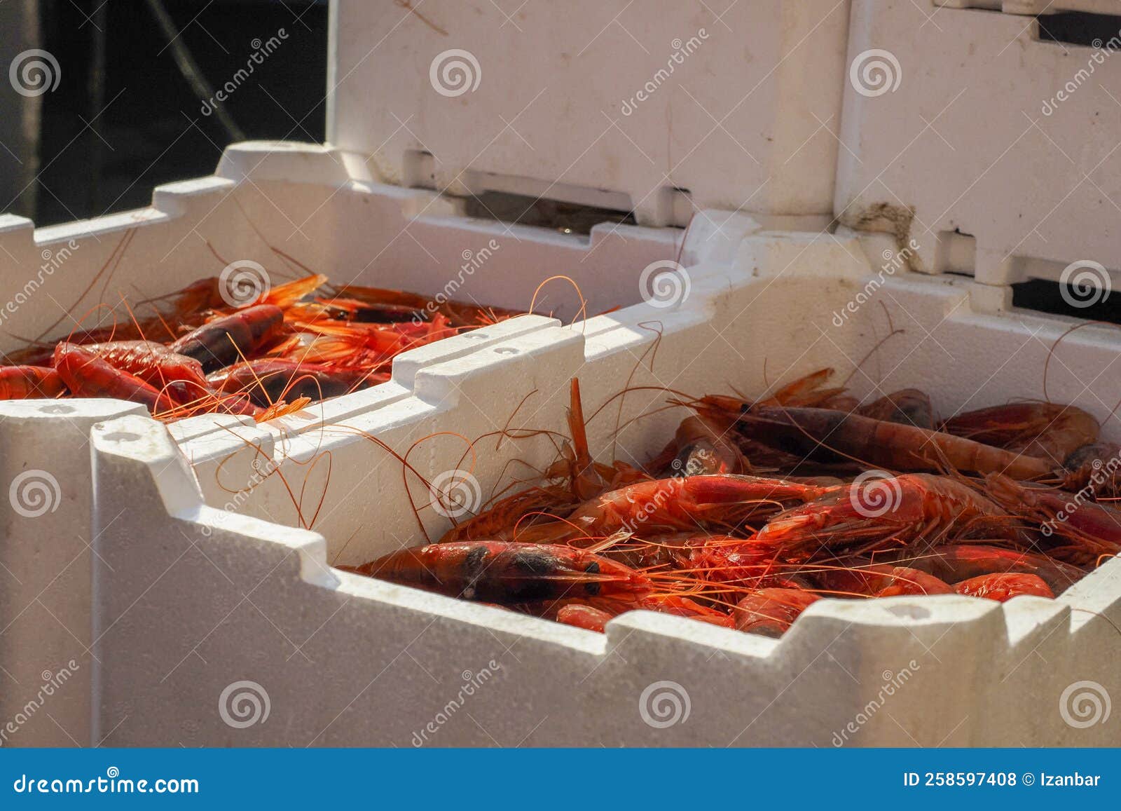 Fresh Shrimp in Polystyrene Box on Fishing Boat Stock Photo - Image of ...