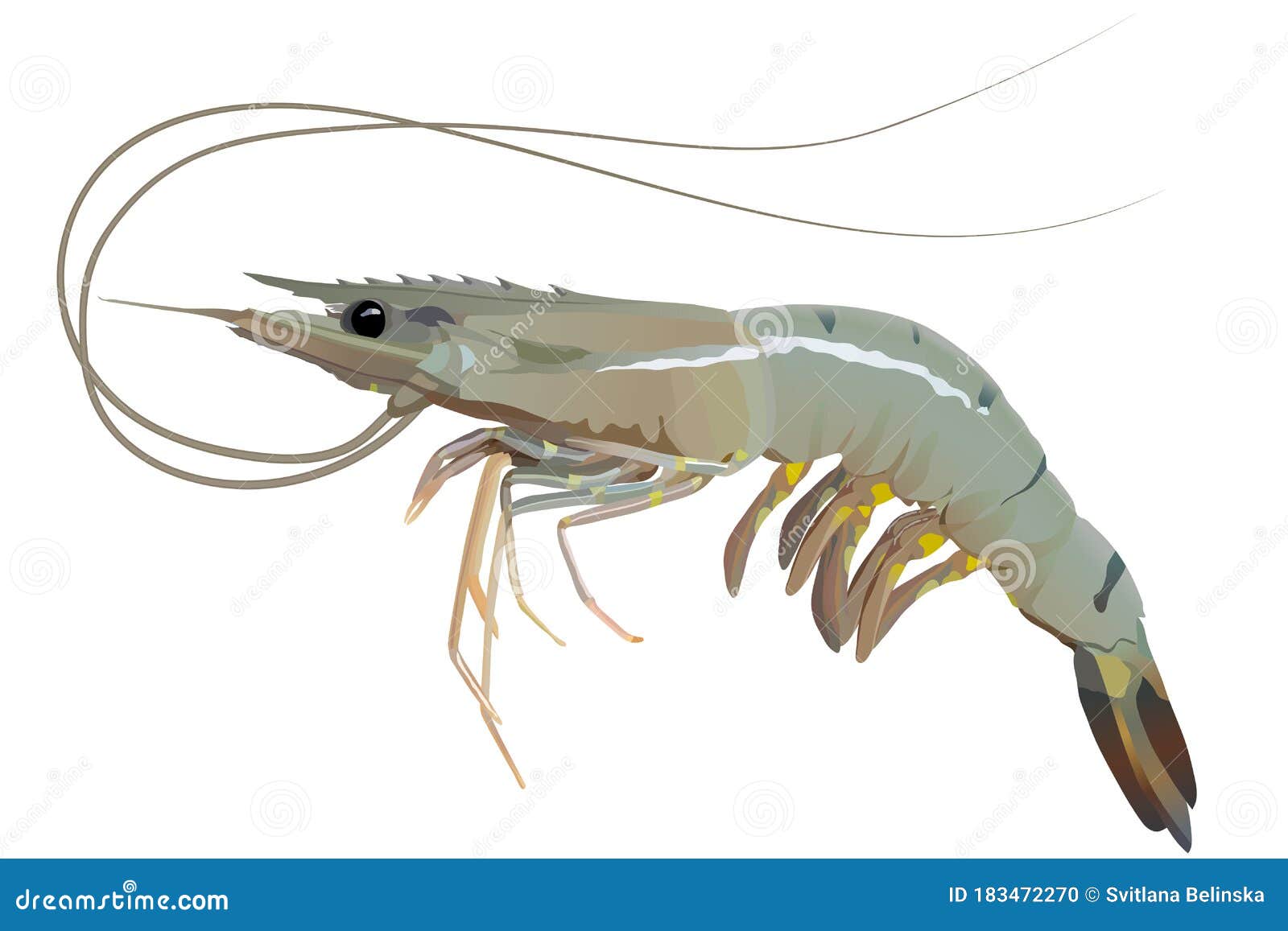 A Fresh Shrimp And Avocado Salad With Plump Shrimp, Creamy Avocado, And ...