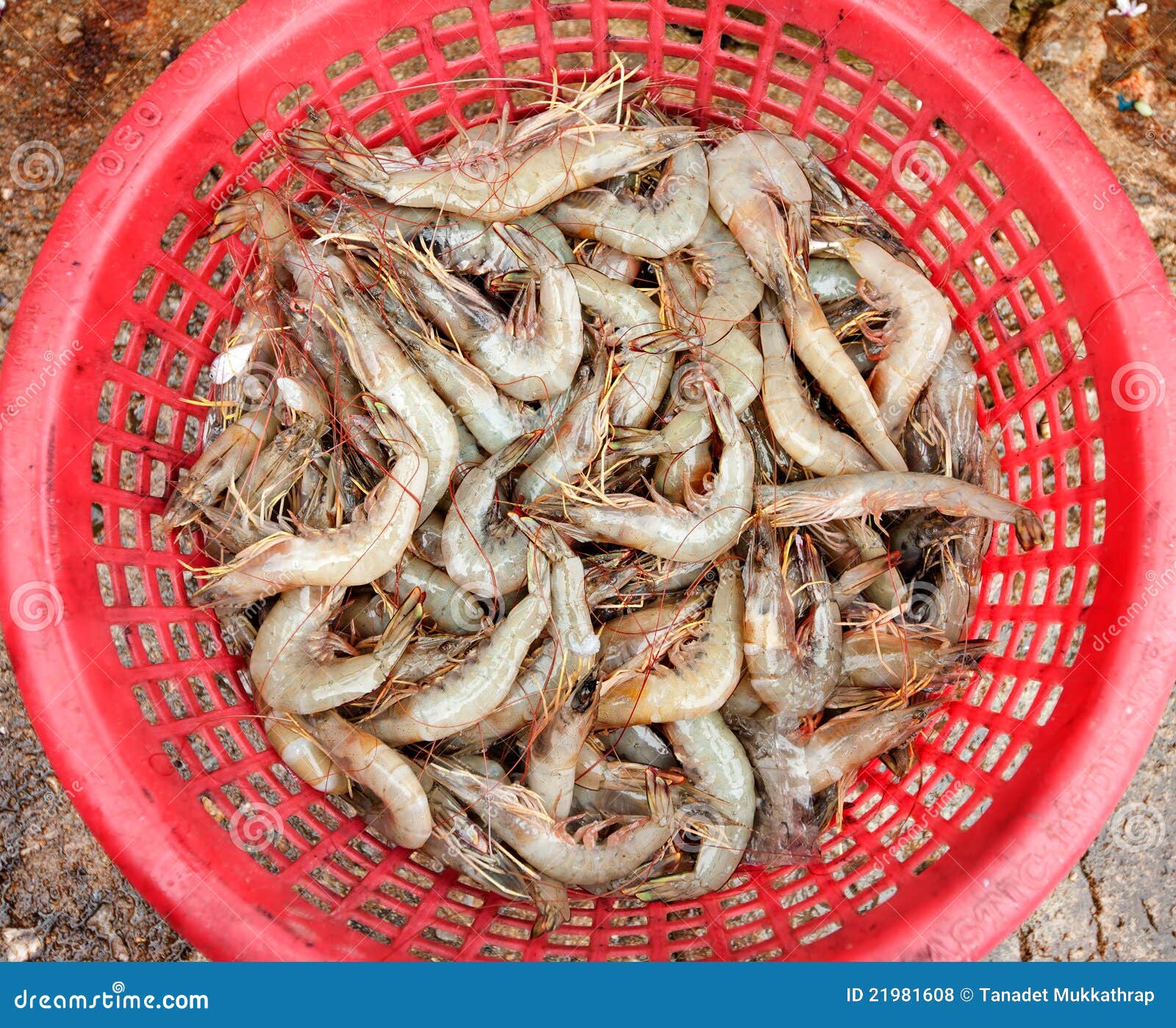 Fresh shrimpin in market stock photo. Image of cold, cooking - 21981608