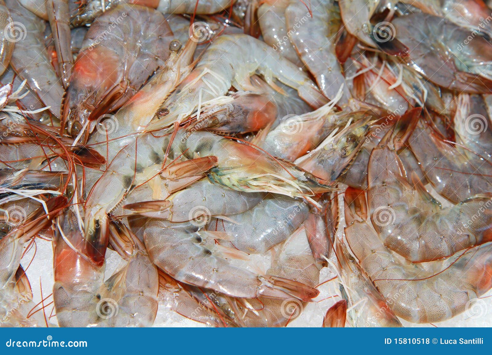 Fresh shrimps stock photo. Image of food, shrimps, health - 15810518
