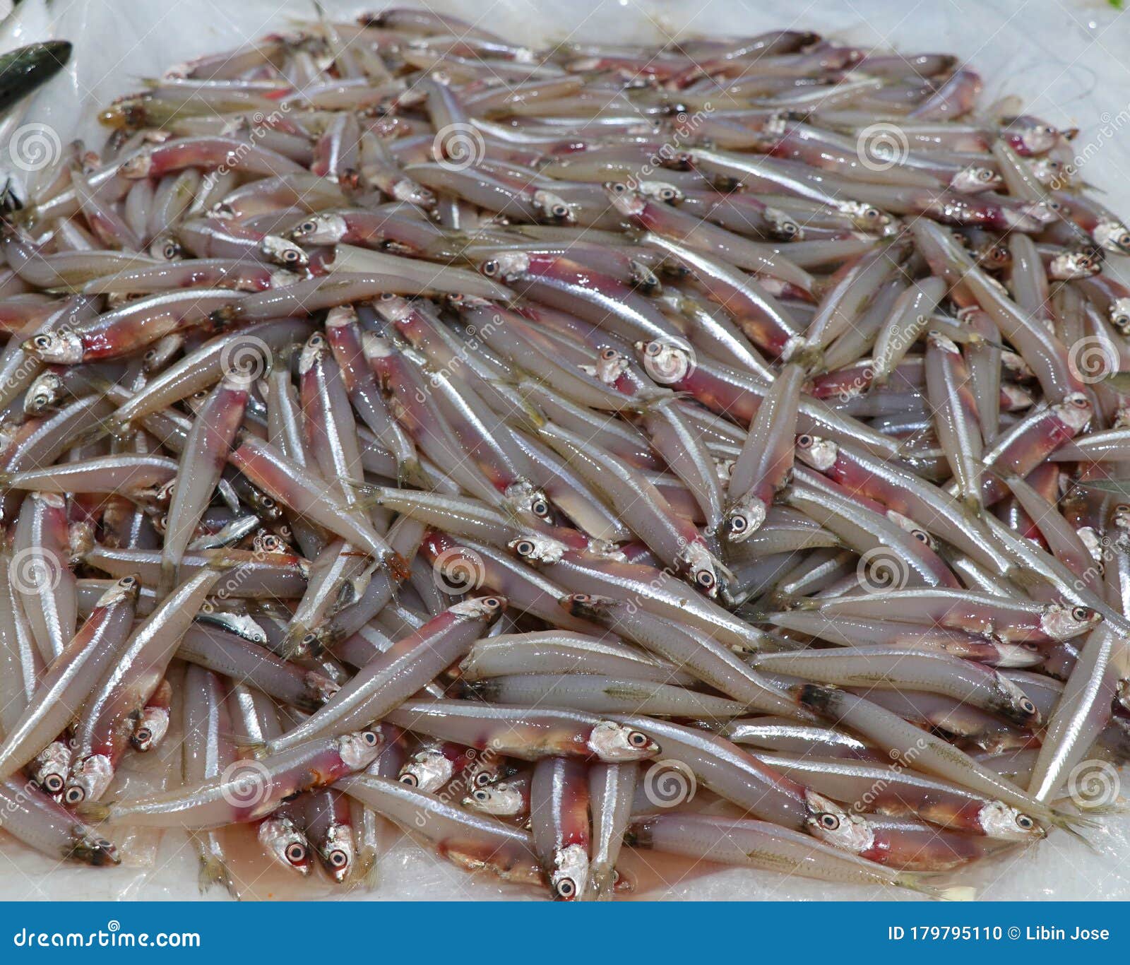 Fresh Silver Anchovy in a Market Stall Stock Photo - Image of fish ...