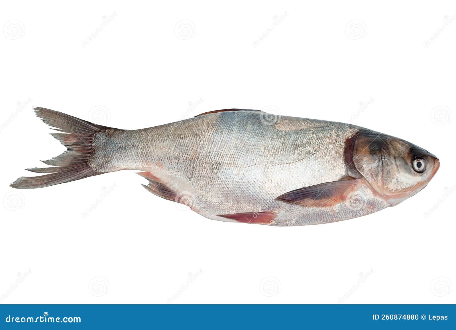 Fresh silver carp fish stock photo. Image of head, meat - 260874880