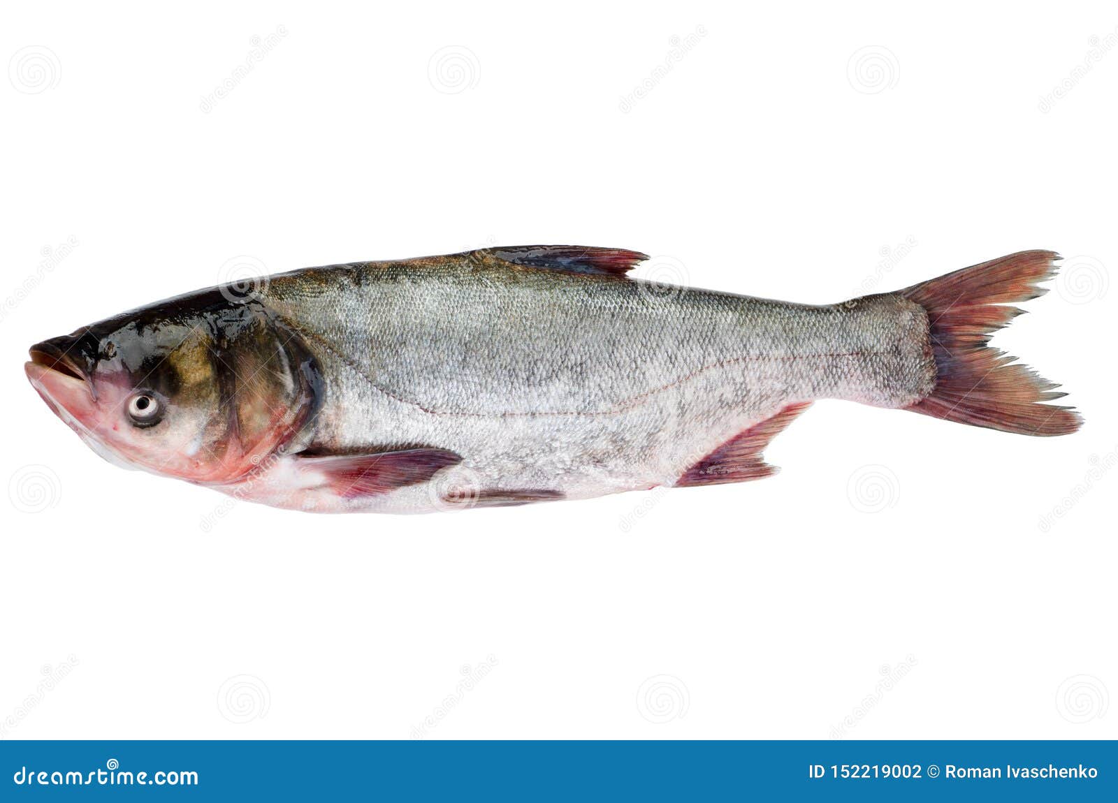 Fresh silver carp fish stock photo. Image of hypophthalmichthys - 152219002 Fresh silver carp fish stock photo. Image of hypophthalmichthys - 152219002