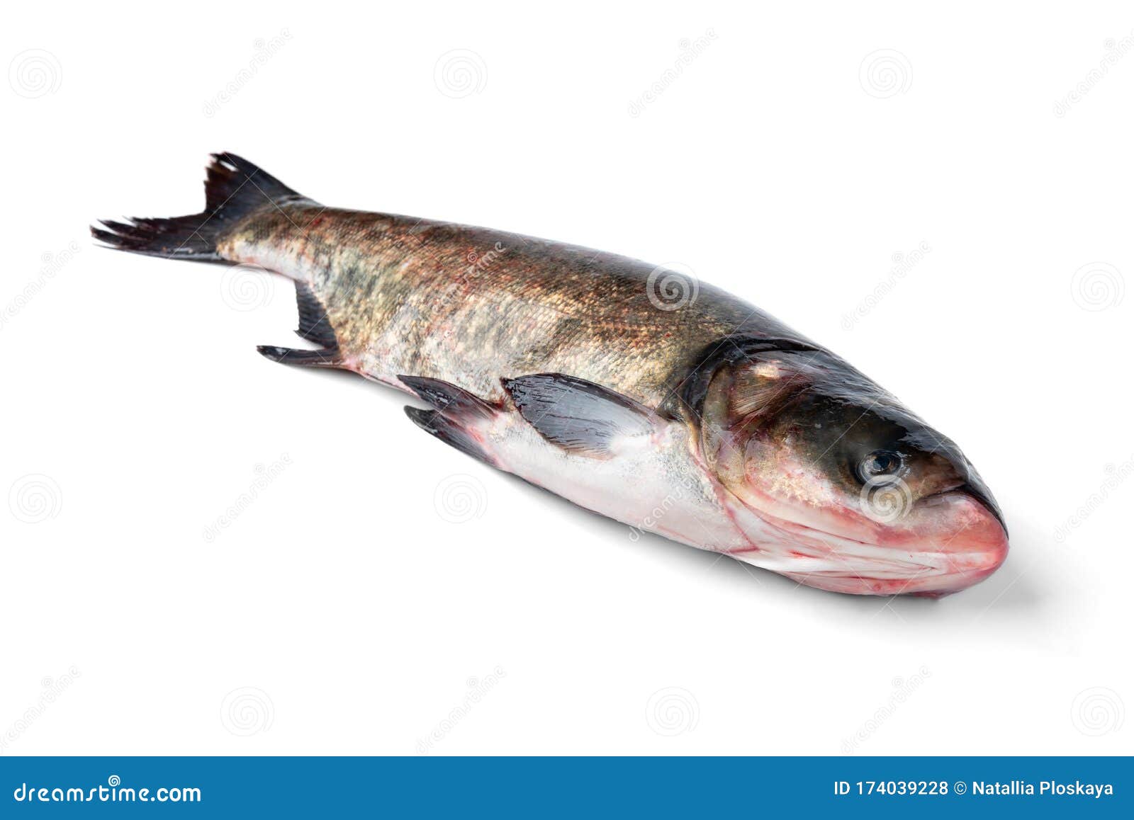 Fresh Silver Carp Fish Isolated on White. Stock Photo - Image of ...