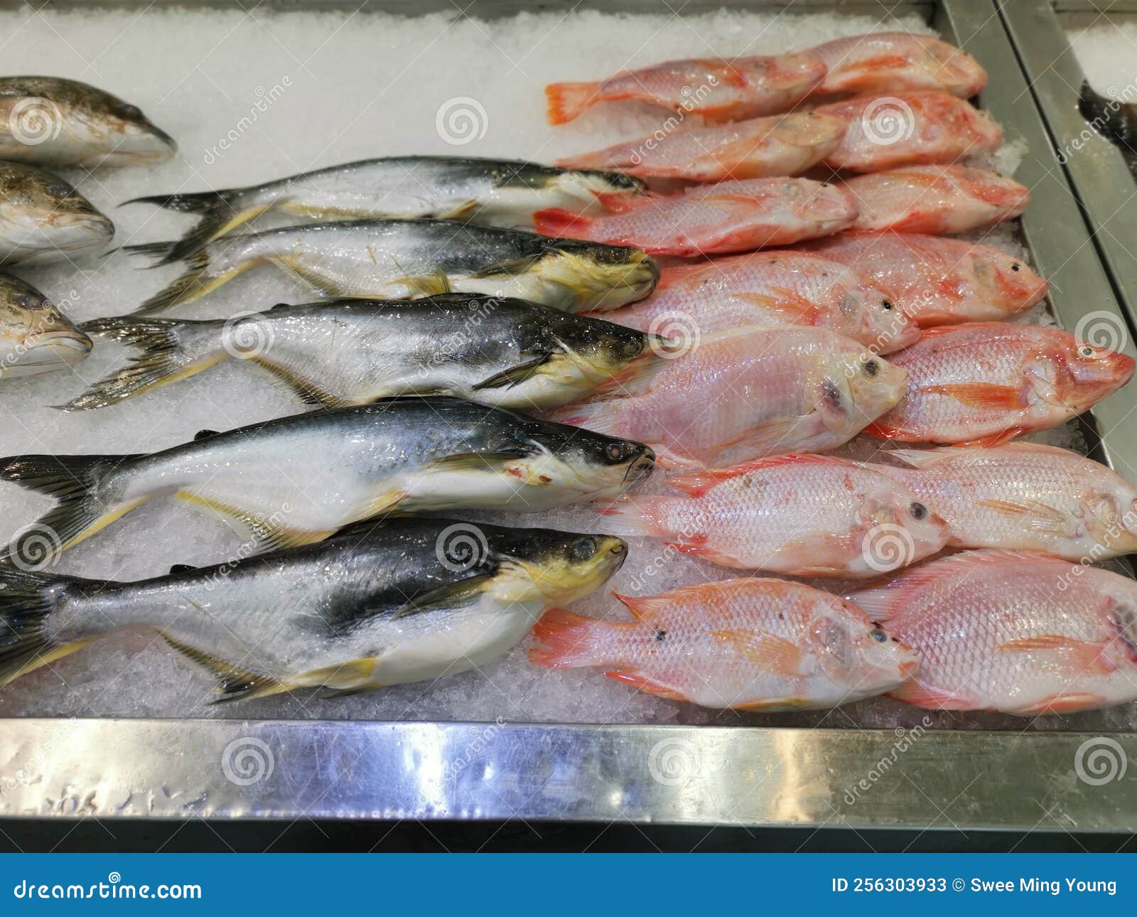 Talapia Merah Fish Or The Scientific Name Called Oreochromis Niloticus ...