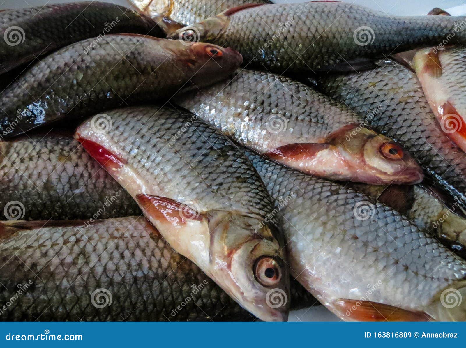 Fresh Silver Crucian Carp on the Table Stock Image - Image of catch ...
