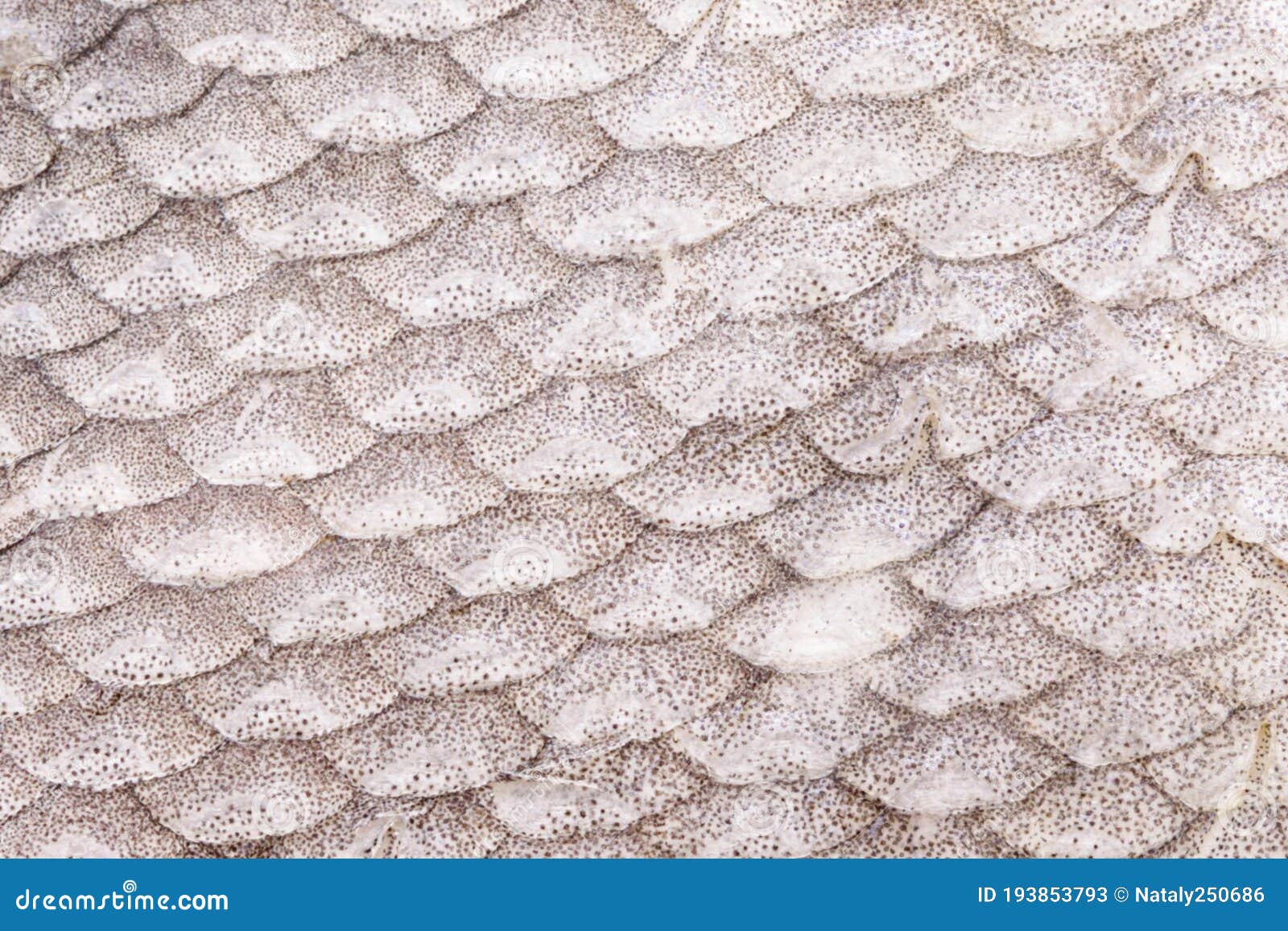 Fresh Silver Fish Scale Dotted Pattern Texture with Equal Flakes Macro ...