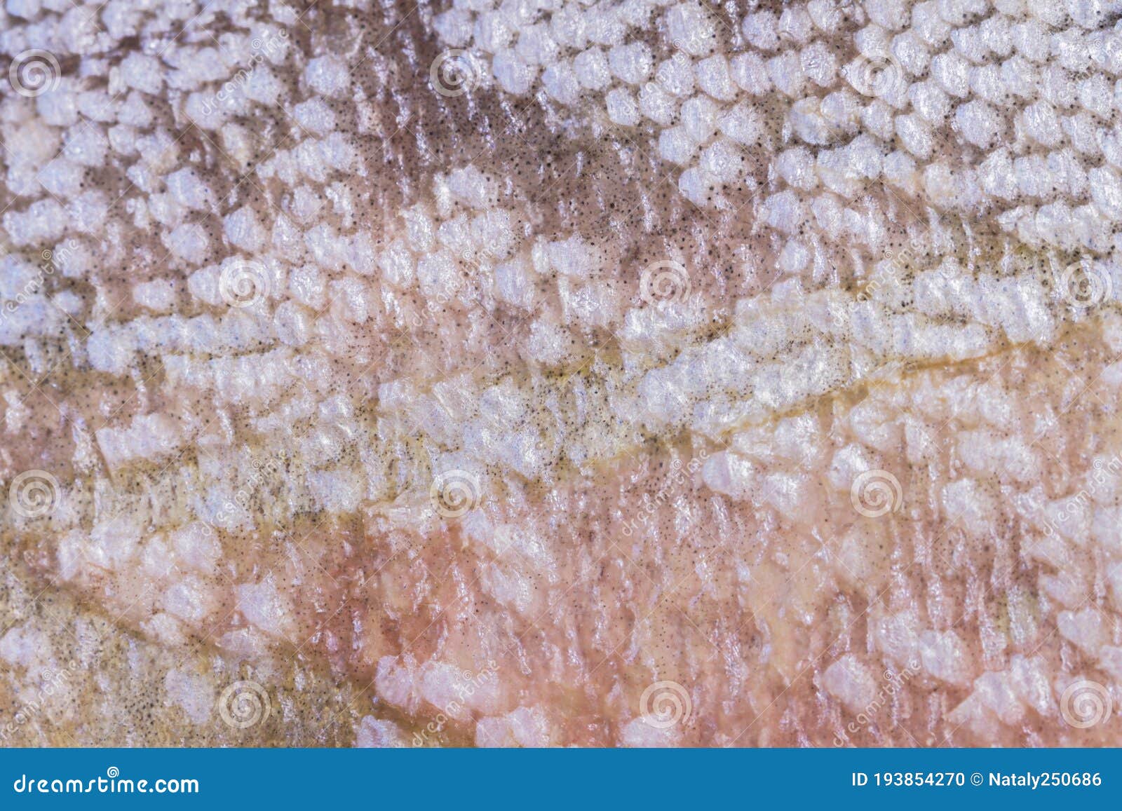 Fresh Silver Fish Scale Pattern Texture with Different Flakes Types and ...