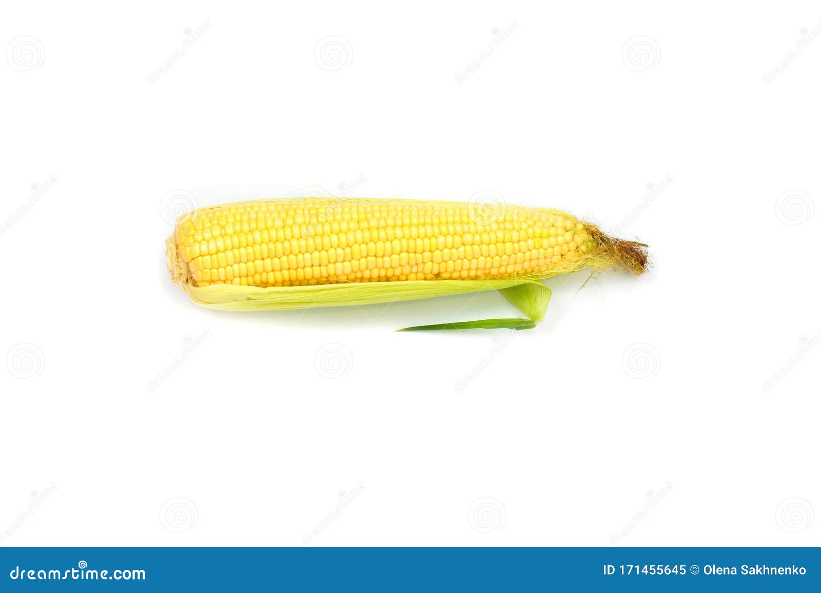 Fresh Single Ear of Corn Isolated on White Background Stock Image ...