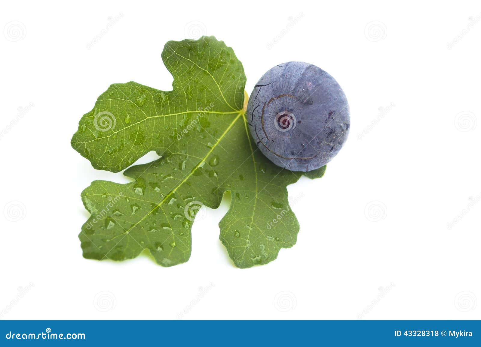 Fresh Single Fig on White Background Stock Photo - Image of purple ...
