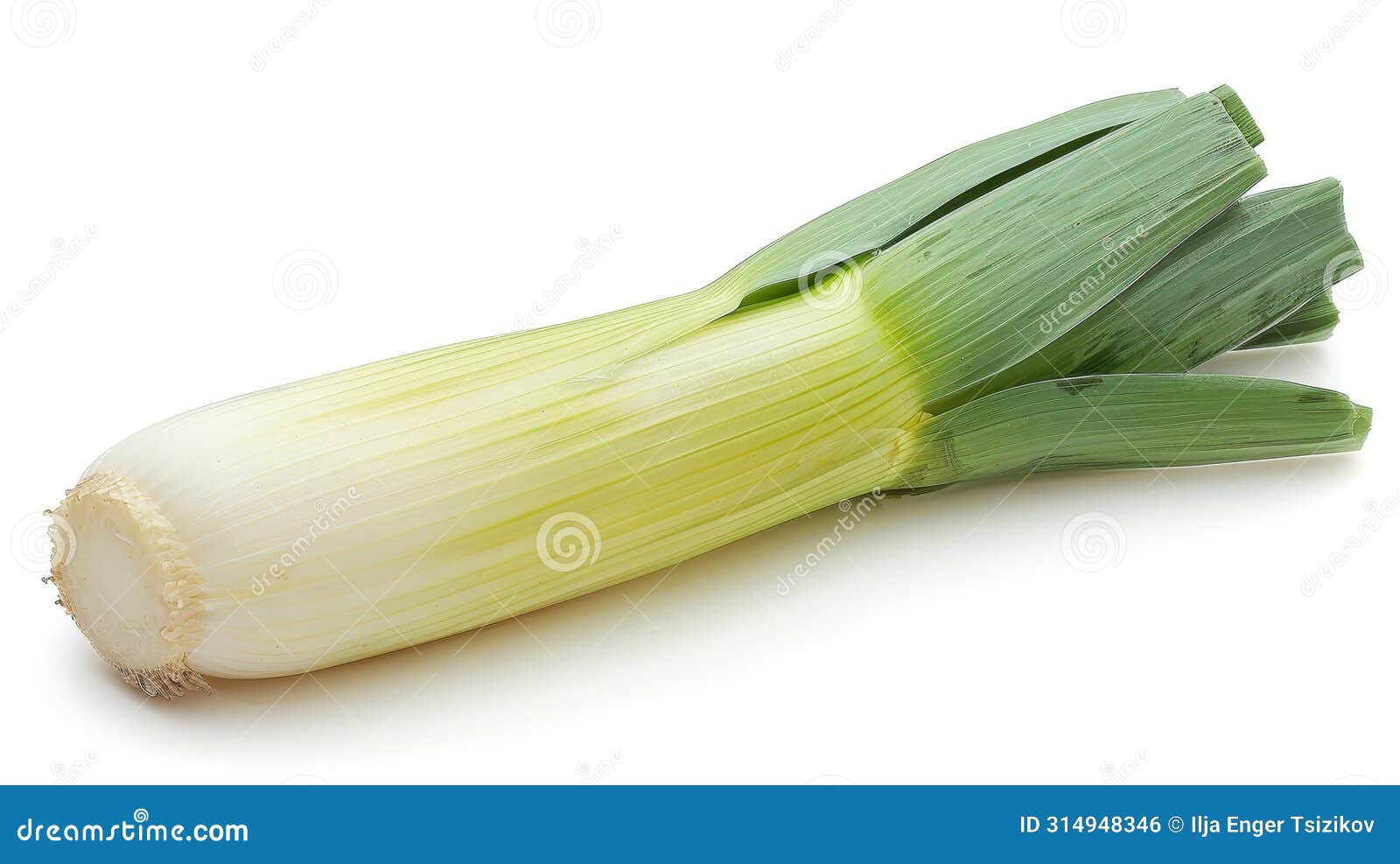 Fresh Single Leek Isolated on White Background for Versatile Culinary ...
