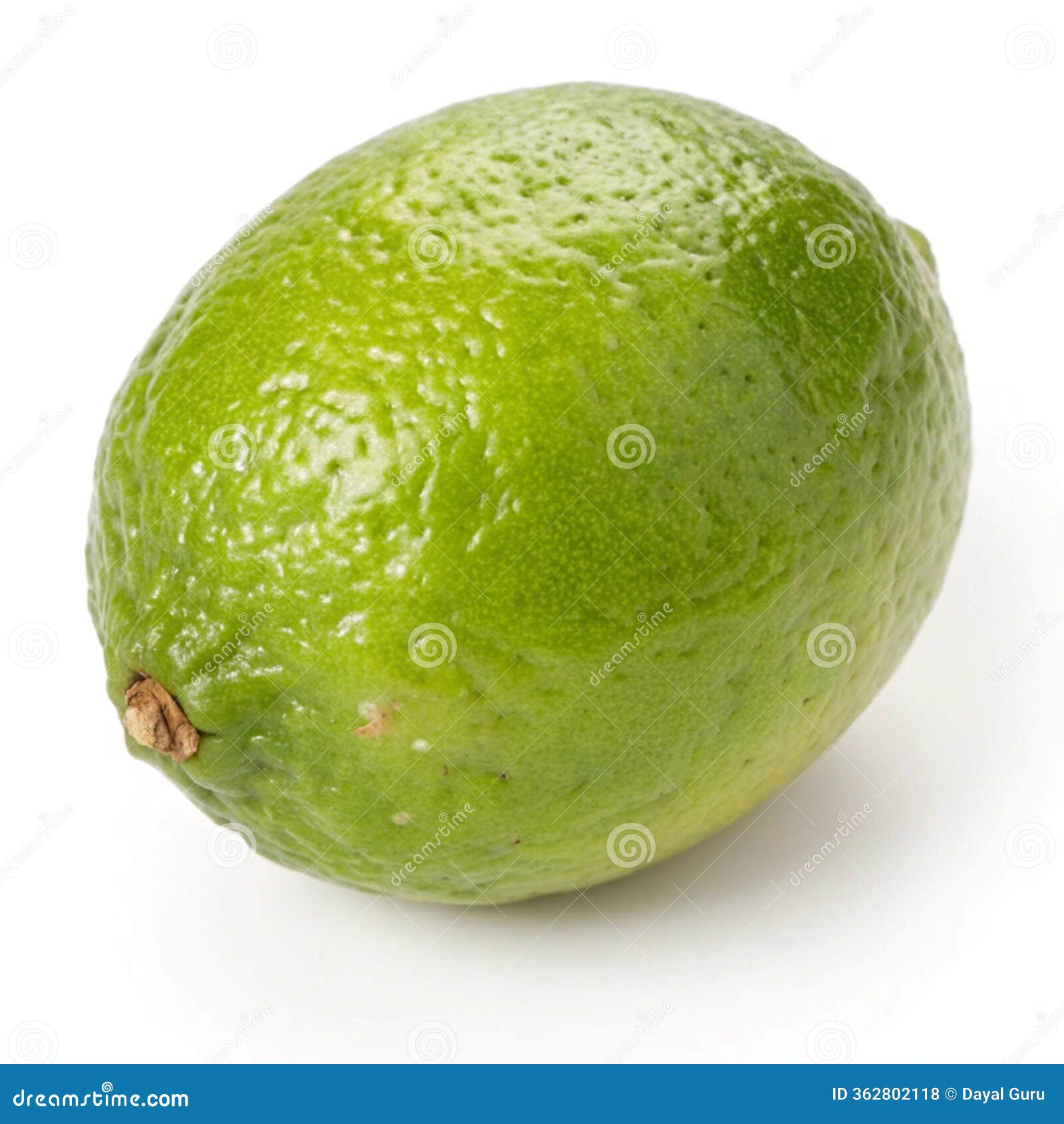 Fresh Single Lime Isolated on White Background Stock Illustration ...