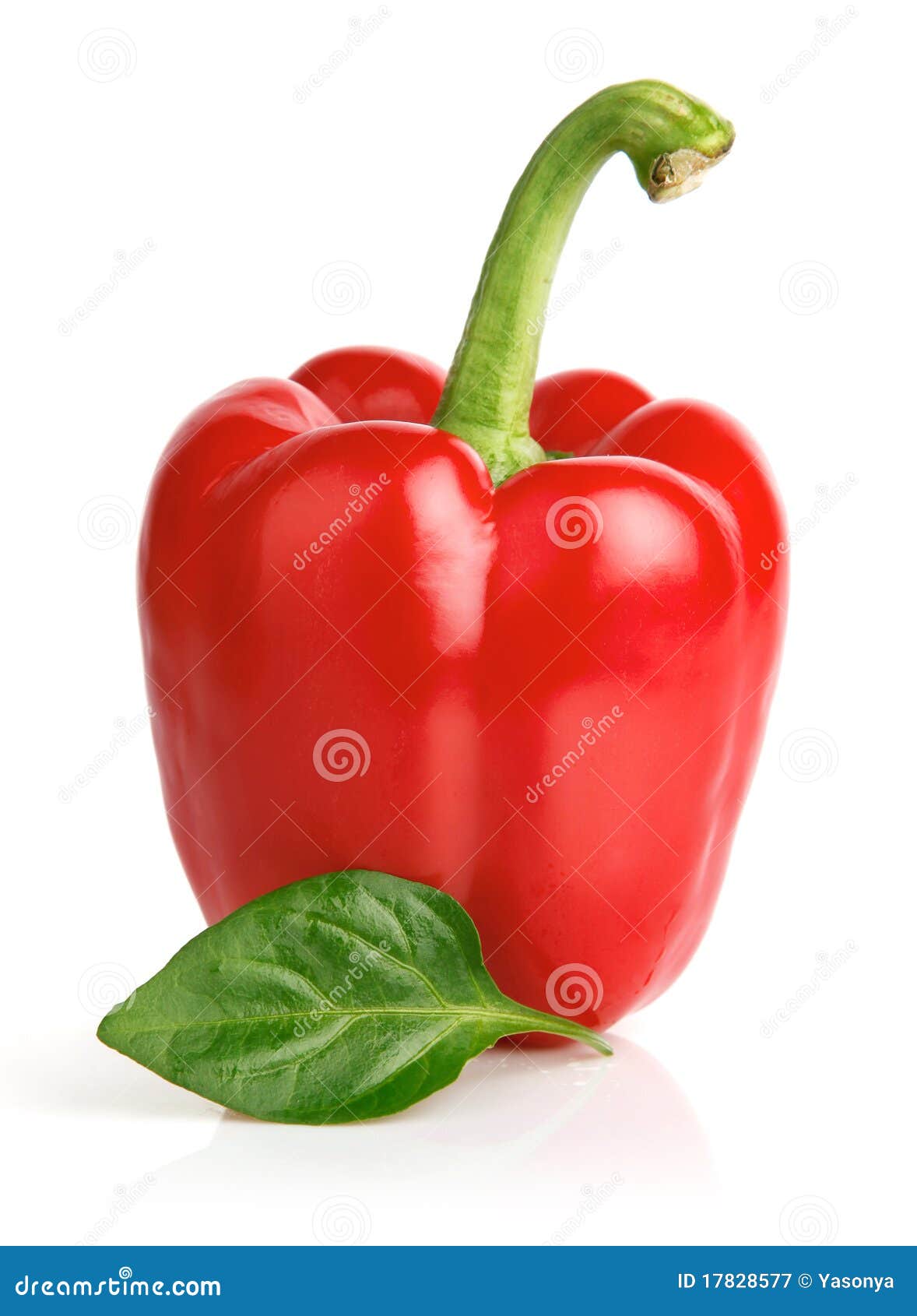 Fresh Single Pepper Fruit Isolated Stock Image - Image of ripe, fruit ...