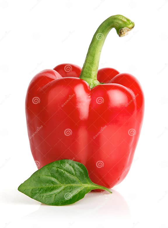 Fresh Single Pepper Fruit Isolated Stock Image - Image of ripe, fruit ...