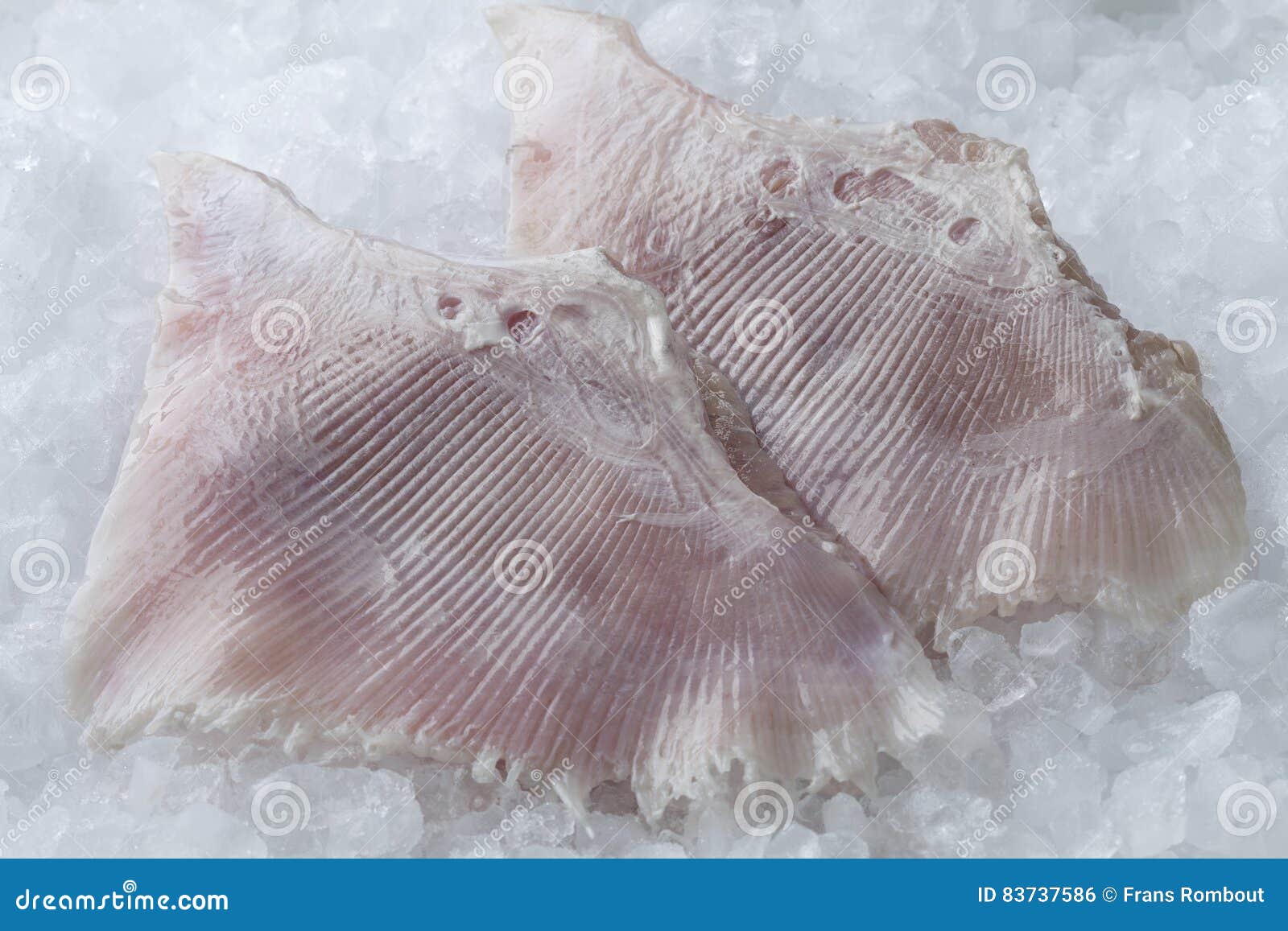 28,149 Fish Wings Stock Photos - Free & Royalty-Free Stock Photos from ...