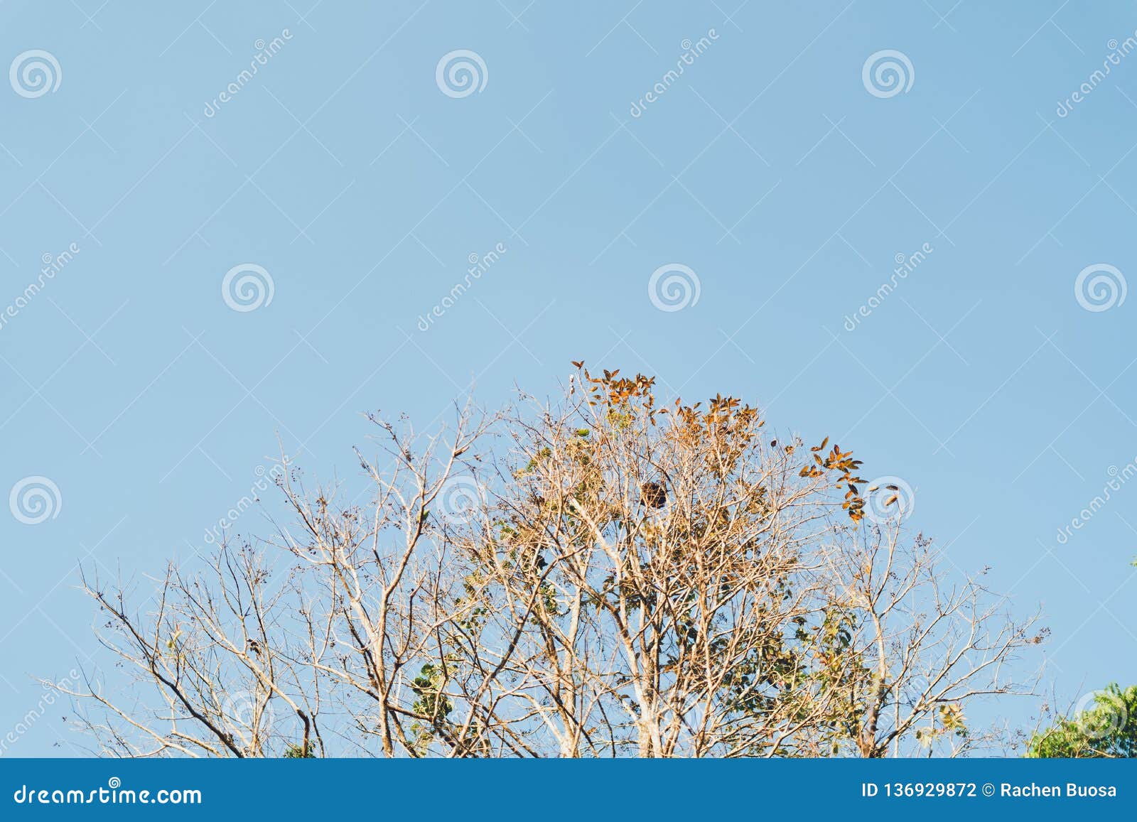 Fresh Sky and Branches Sky Blue Stock Photo - Image of morning, hill ...