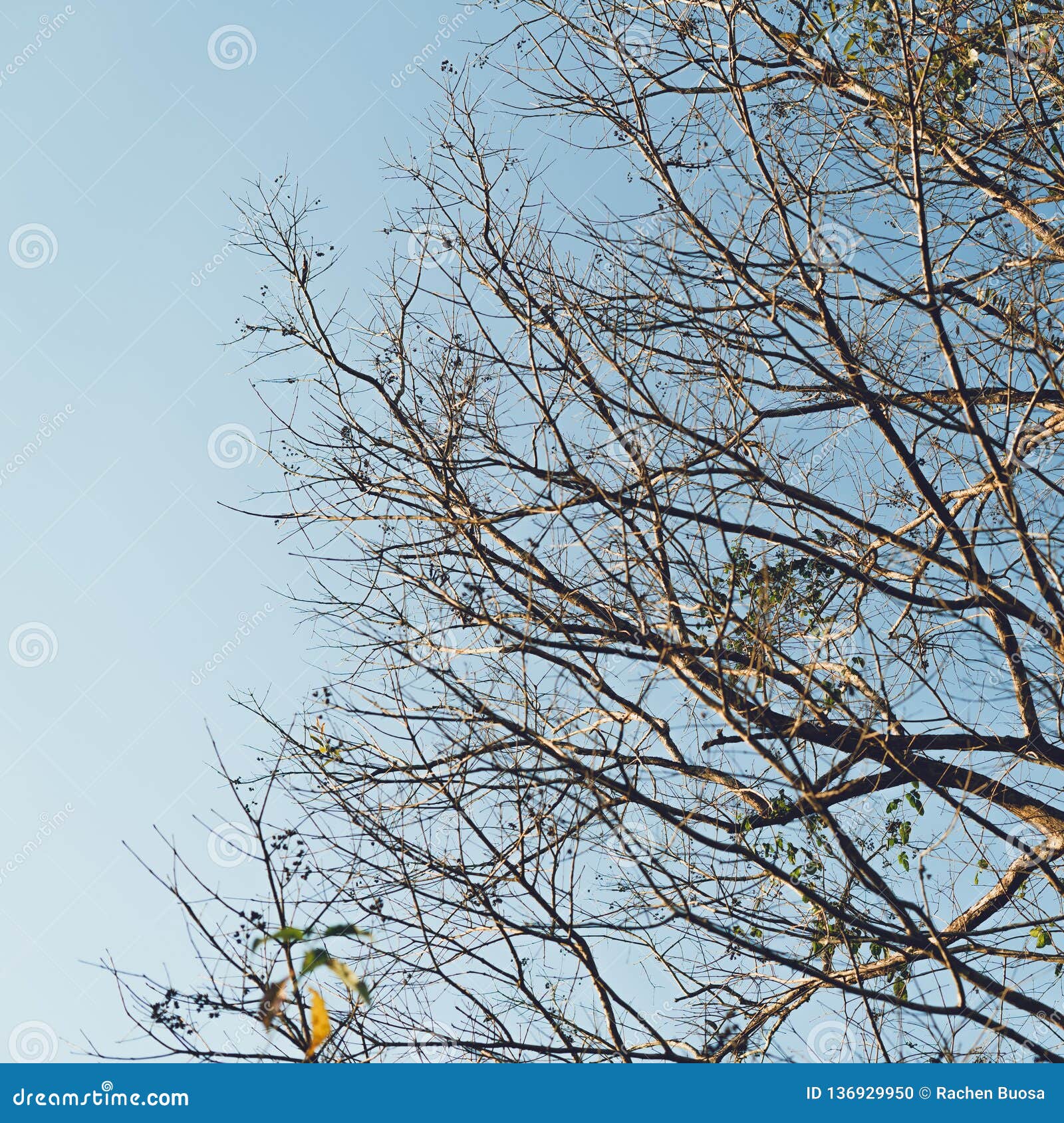 Fresh Sky and Branches Sky Blue Stock Photo - Image of blue, green ...